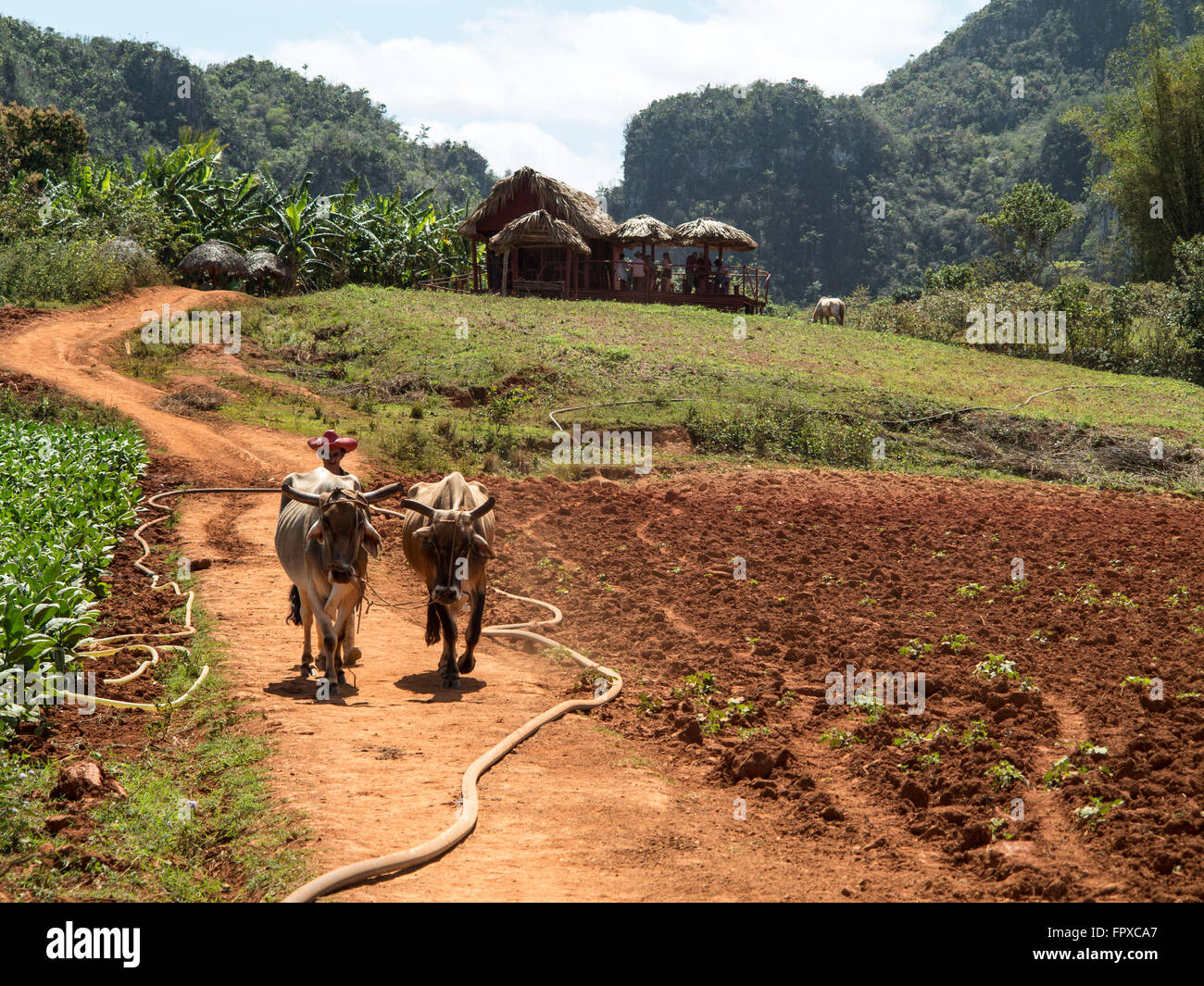 Paysans hi-res stock photography and images - Alamy