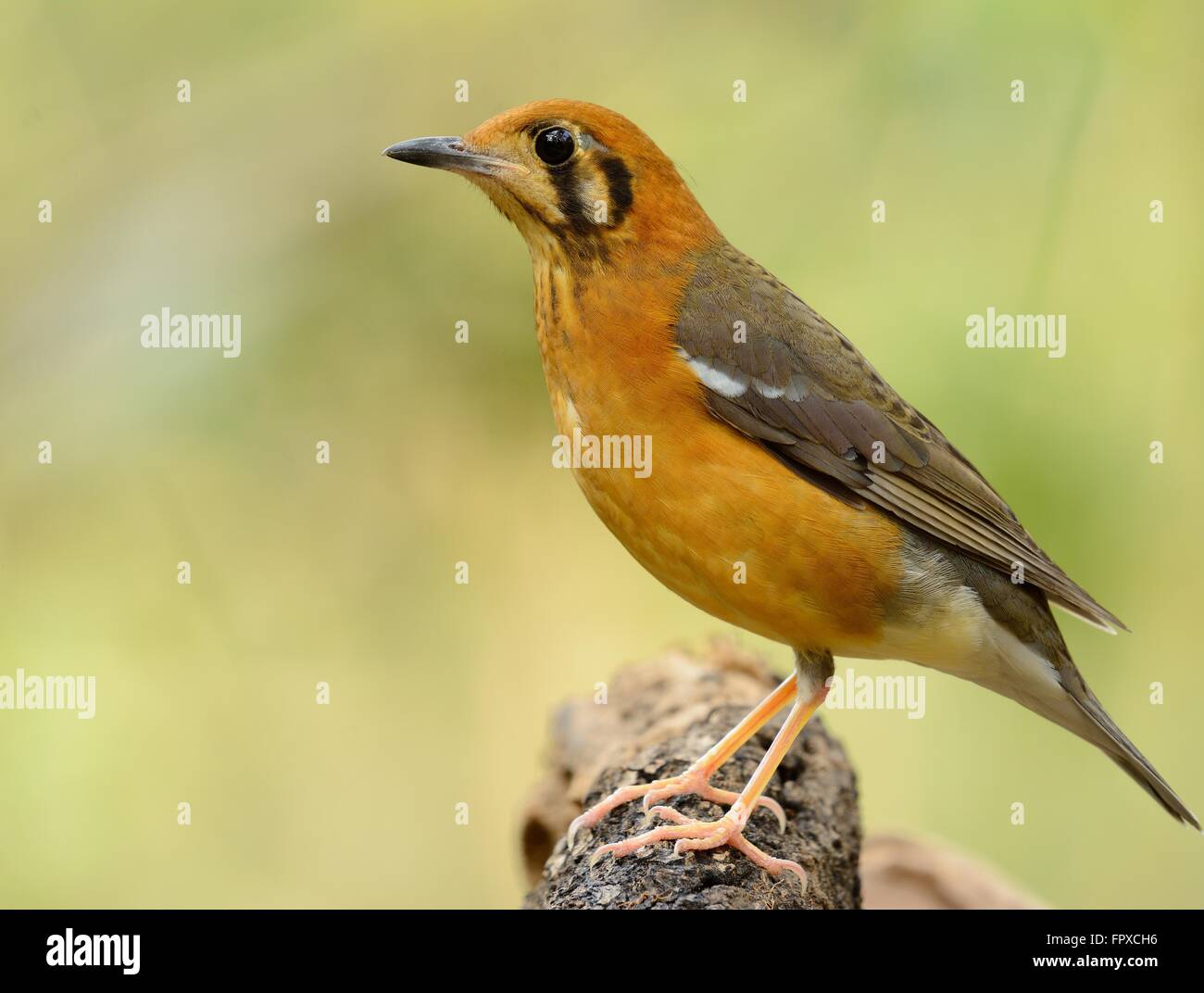 beautiful female Orange-headed Thrush (Zoothera citrina) in Thailand ...