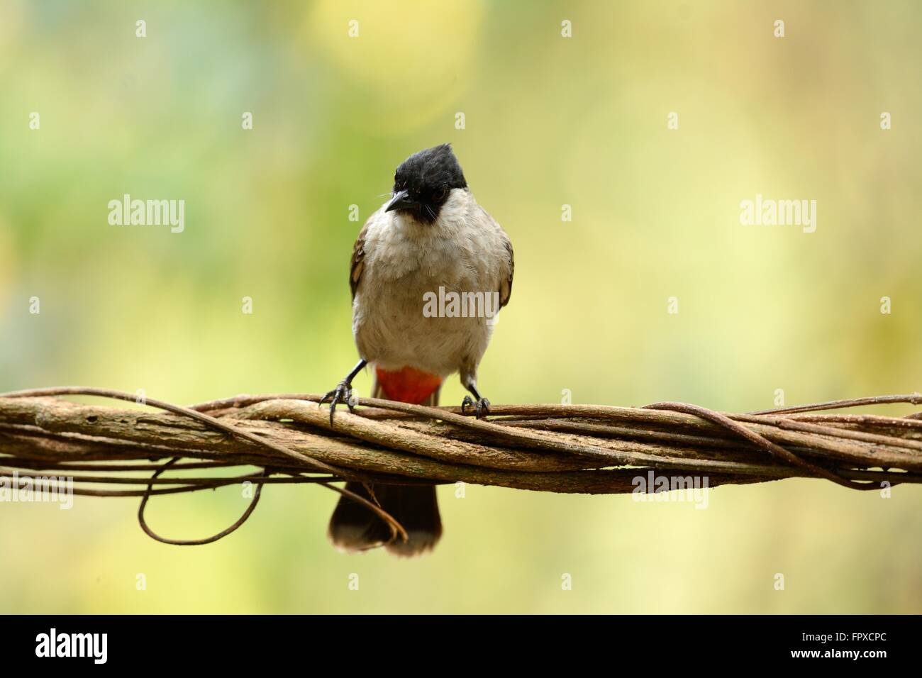 beautiful Sooty-headed Bulbul (Pycnonotus aurigaster) resting in branch ...