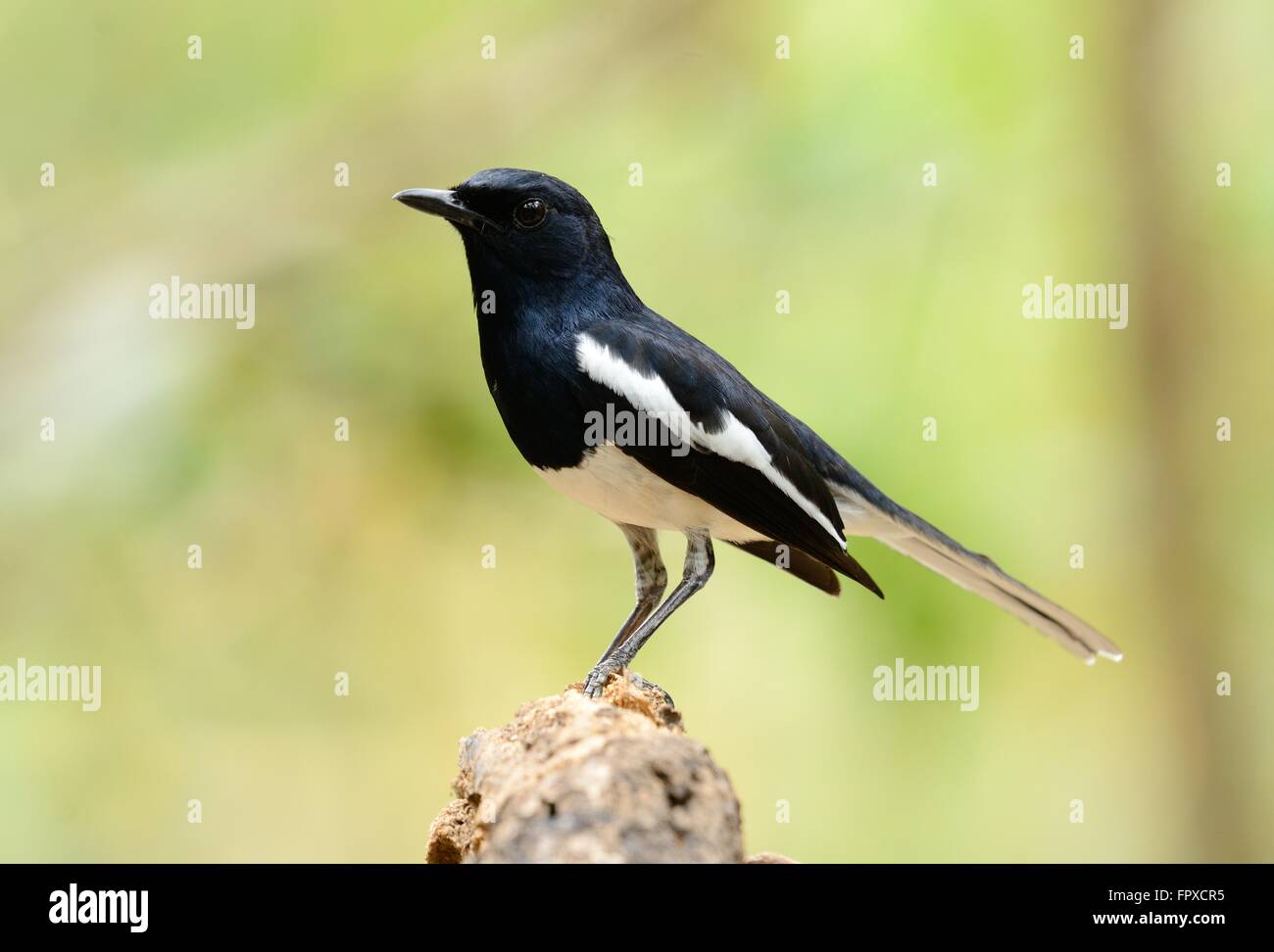 Asian oriental magpie robin hi-res stock photography and images - Alamy