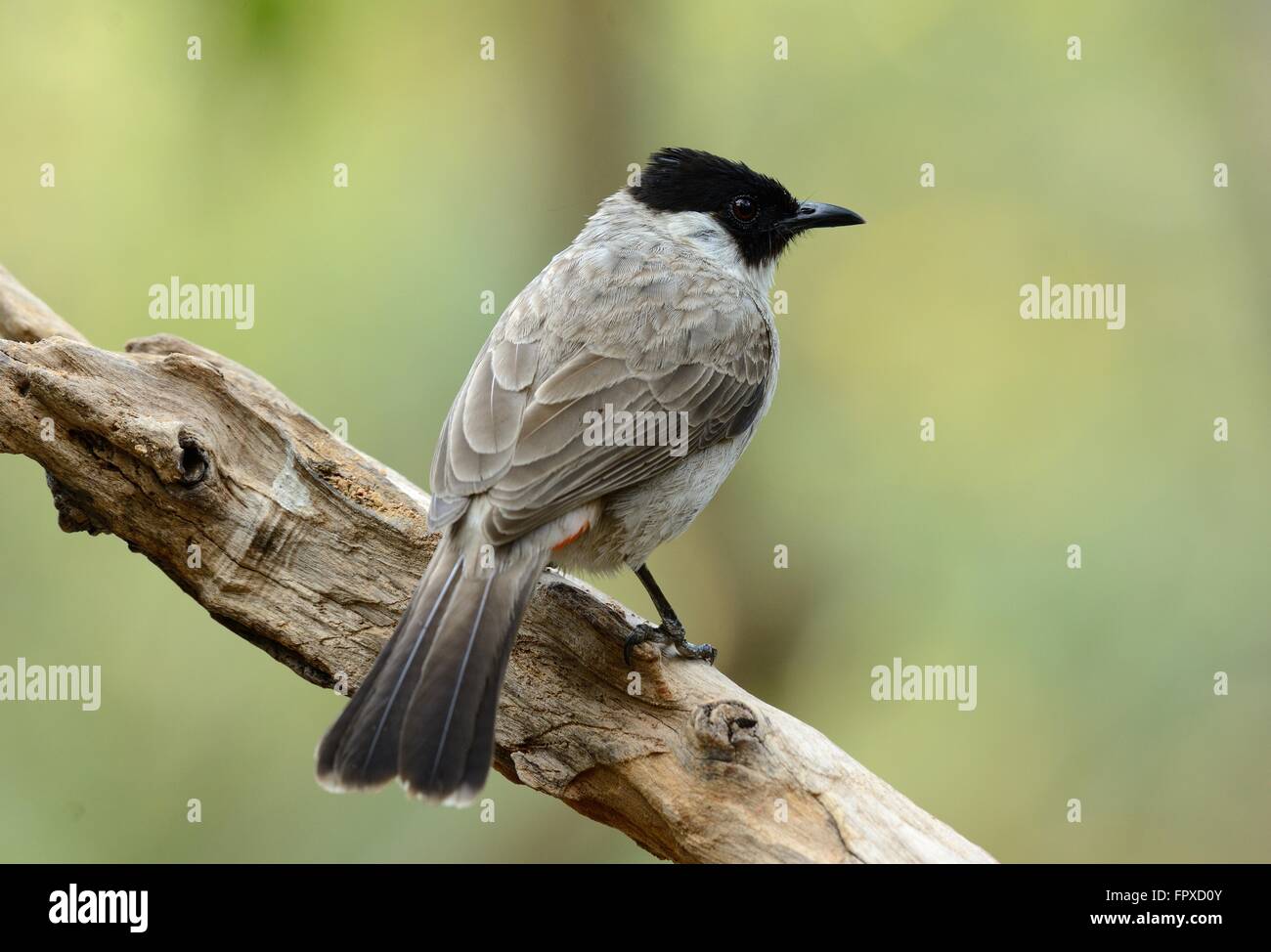 beautiful Sooty-headed Bulbul (Pycnonotus aurigaster) resting in branch ...