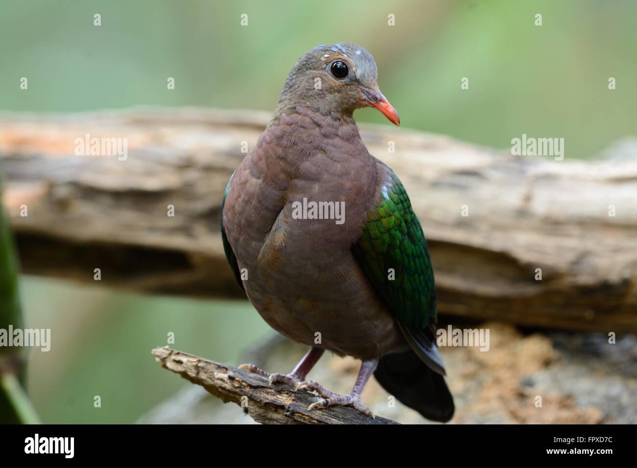 Ptilinopus hi-res stock photography and images - Alamy