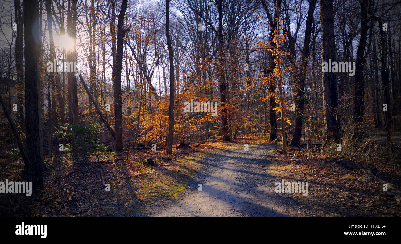 Sunshine in the wood hi-res stock photography and images - Alamy