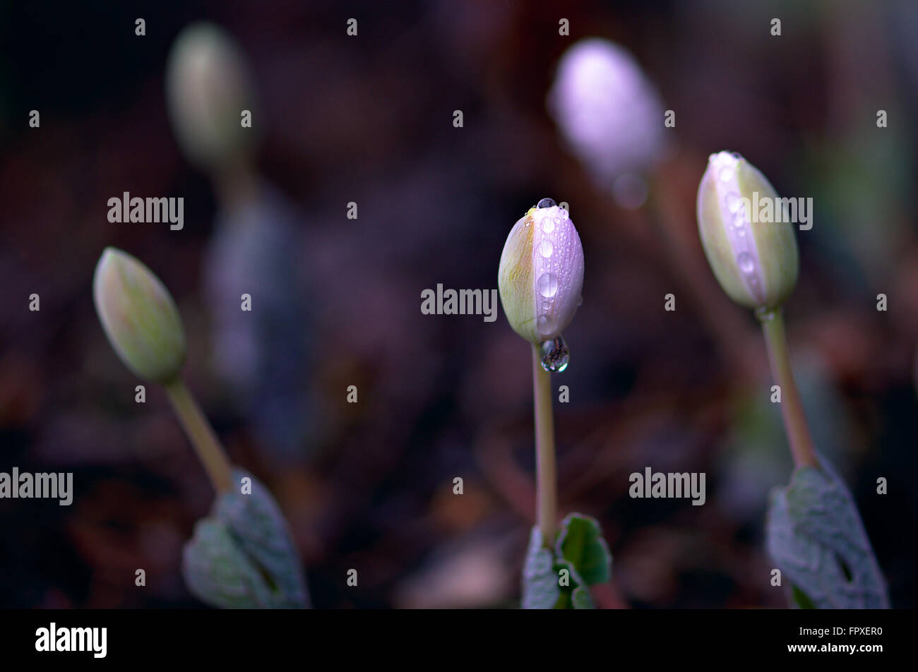 Tear drops hi-res stock photography and images - Alamy