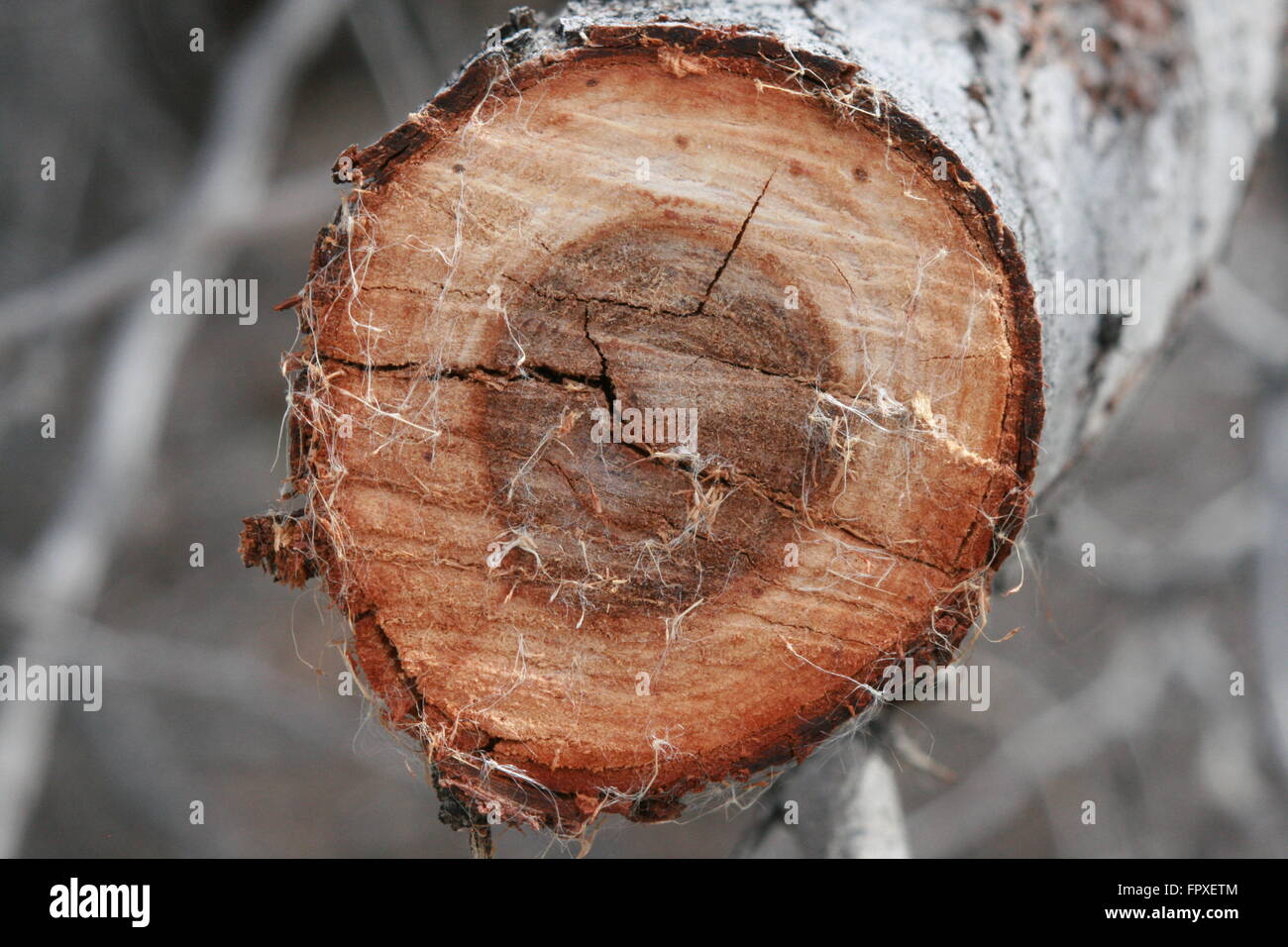 Tree Cut Out Stock Photos & Tree Cut Out Stock Images - Alamy