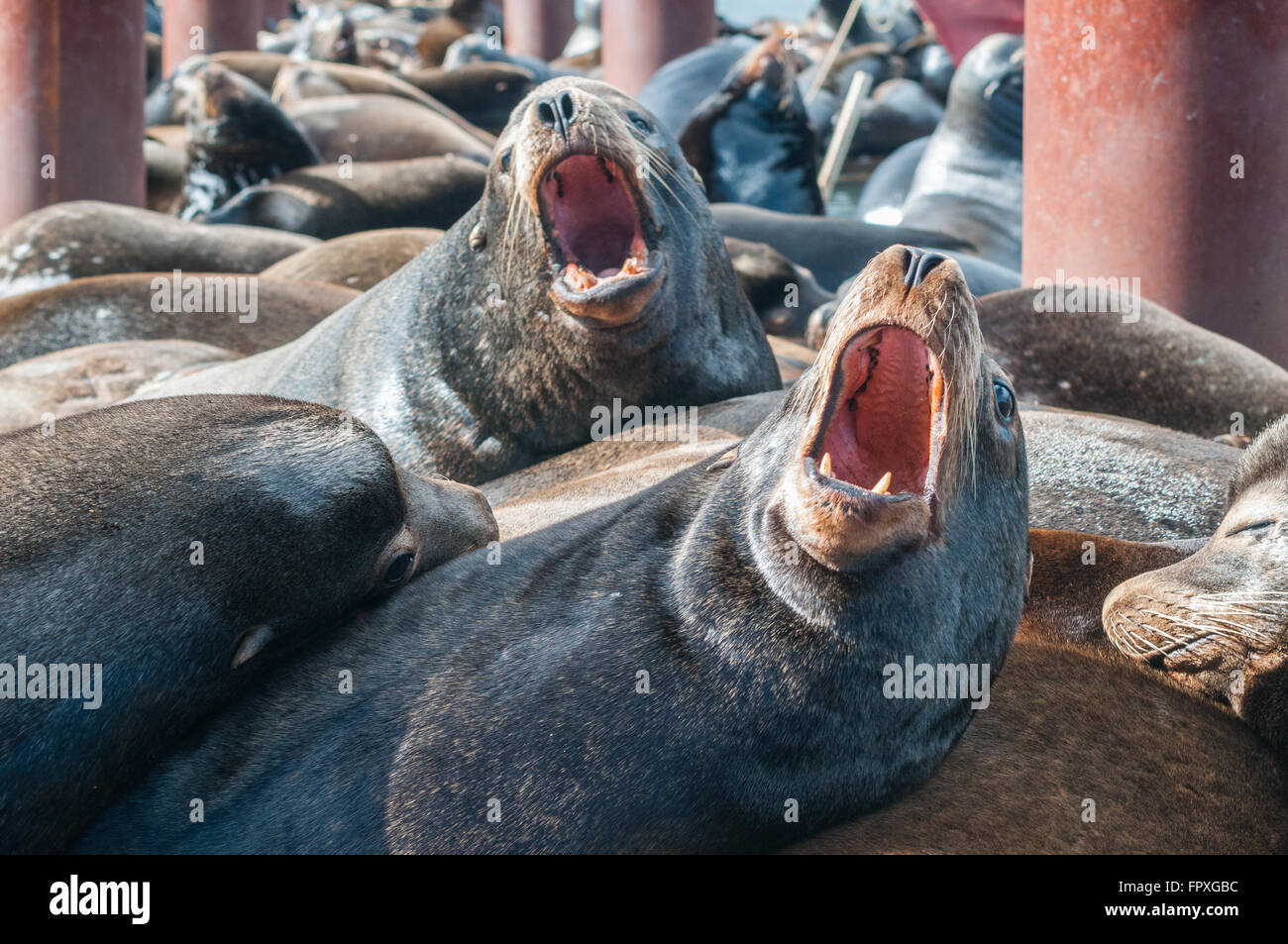 Howling lion hi-res stock photography and images - Alamy