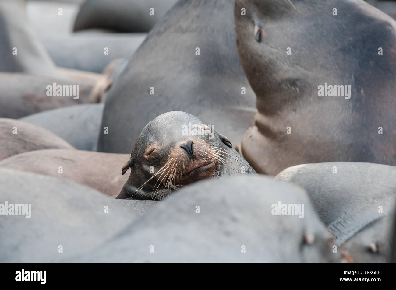 A female California Sea Lion (Zalophus californianus) napping in the ...