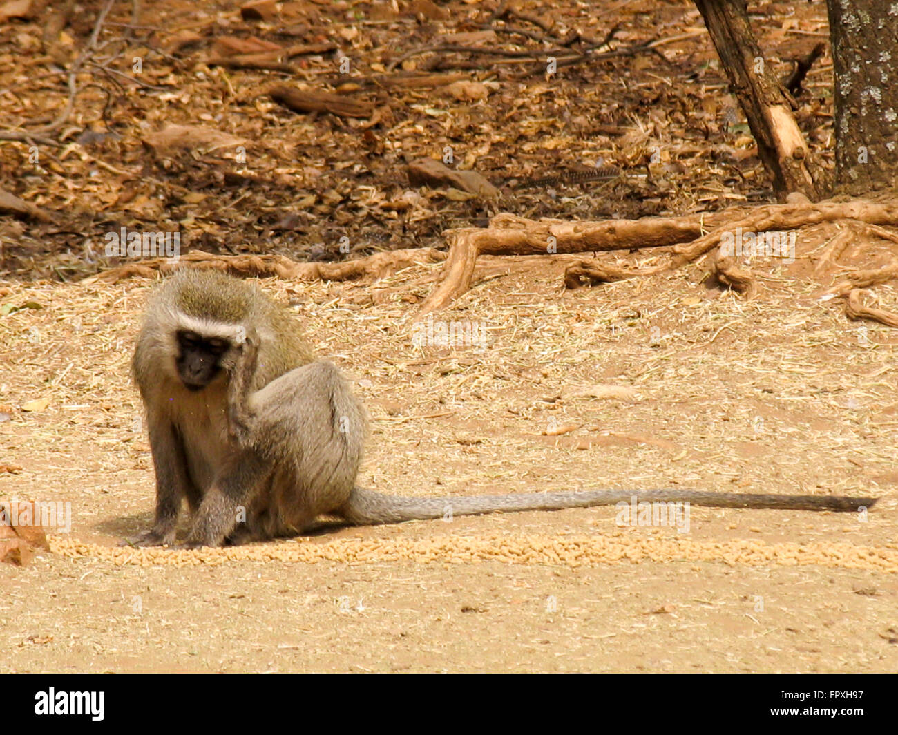 A monkey scratching the side of it's head Stock Photo - Alamy