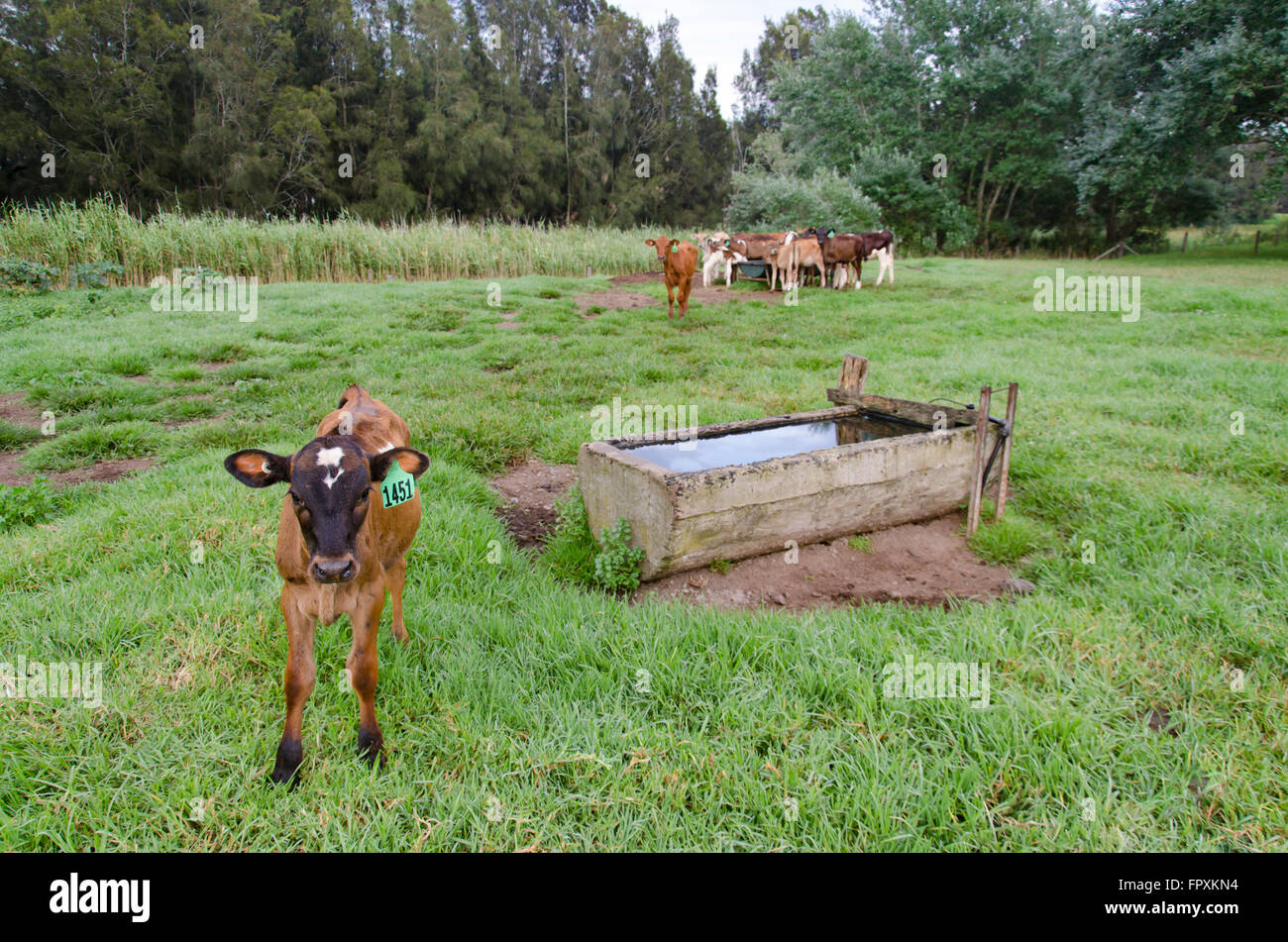 A young Jersey calf near a drinking trough in a green paddock with ...