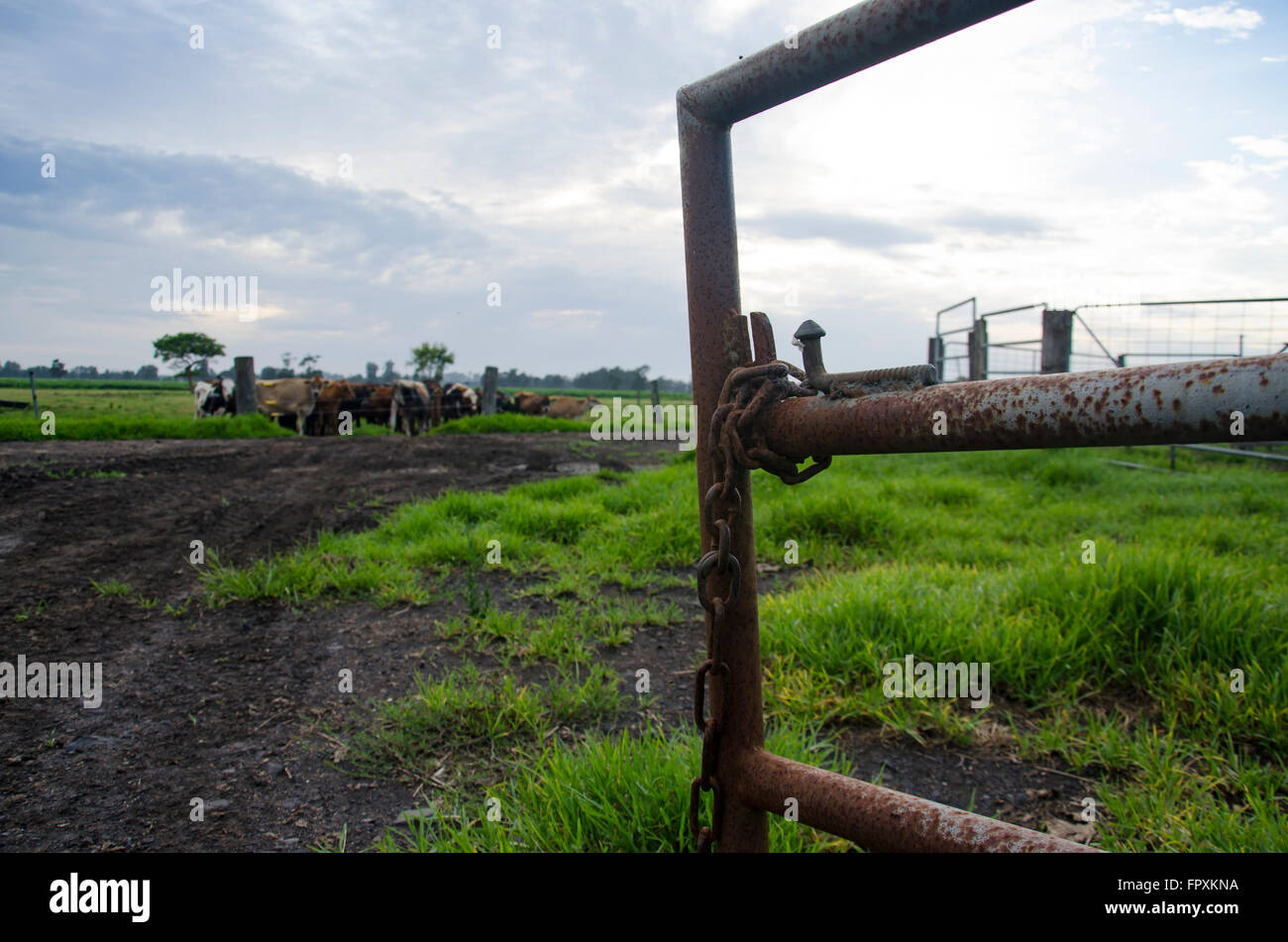 A rusty iron farm gate on a dairy farm in Australia Stock Photo - Alamy