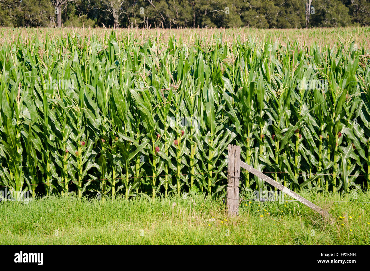 Bioethanol hi-res stock photography and images - Alamy
