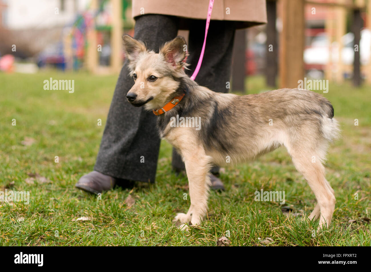 Stray mixed breed dog standing portrait outdoor Stock Photo - Alamy