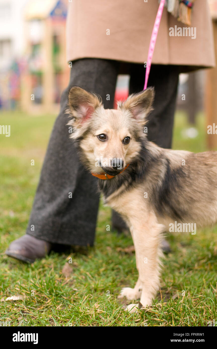 Stray mixed breed dog standing portrait outdoor Stock Photo - Alamy