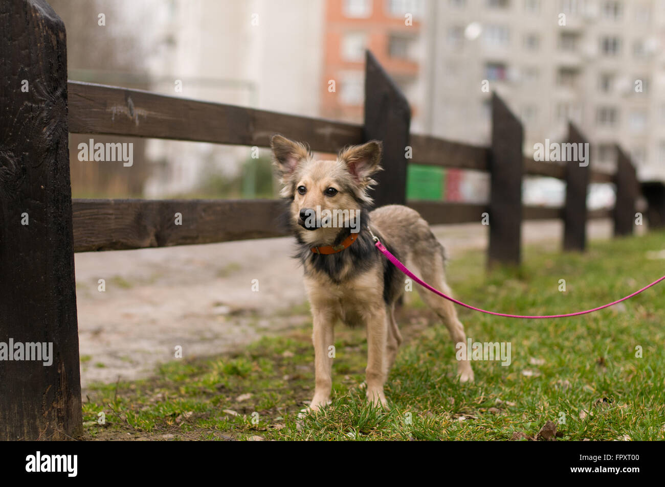 Stray mixed breed dog standing portrait outdoor Stock Photo - Alamy