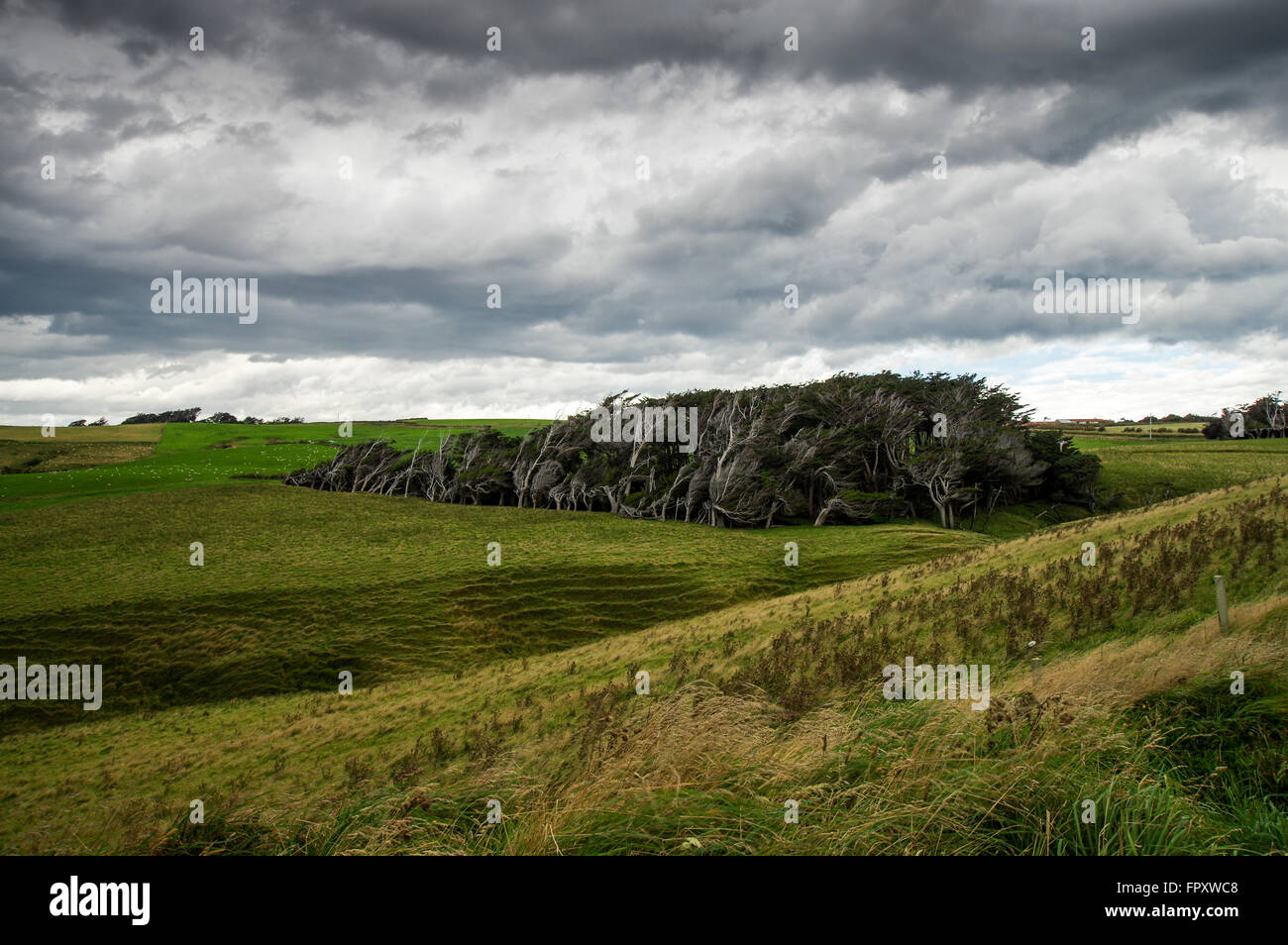 Windswept trees new zealand hi-res stock photography and images - Alamy