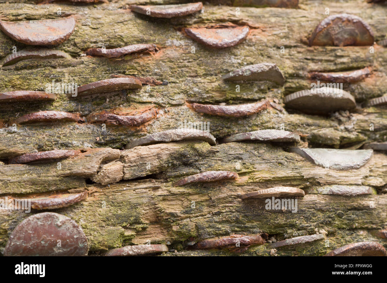 Old coins pressed into a fallen tree trunk. Called a money tree Stock ...
