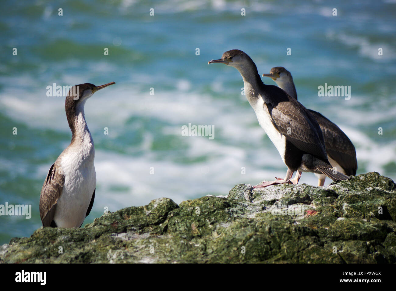 Trio of juvenile spotted shags sitting on the rocks by the sea in ...