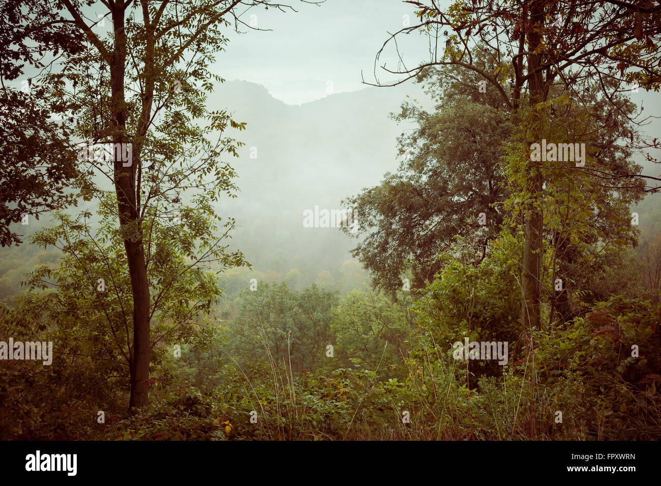 Autumnal trees at natural park hi-res stock photography and images - Alamy