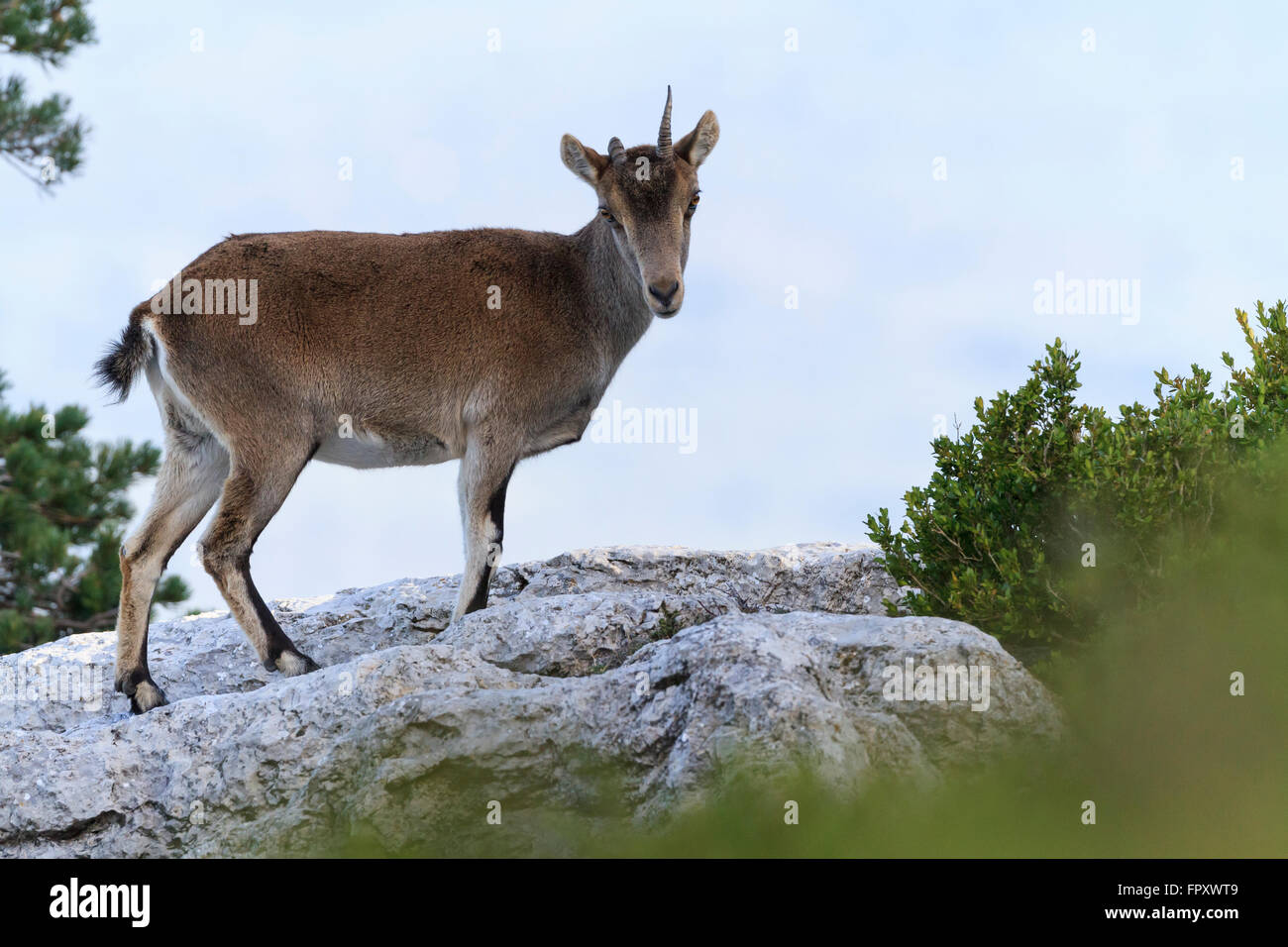 Pyrenean Ibex Stock Photos & Pyrenean Ibex Stock Images - Alamy