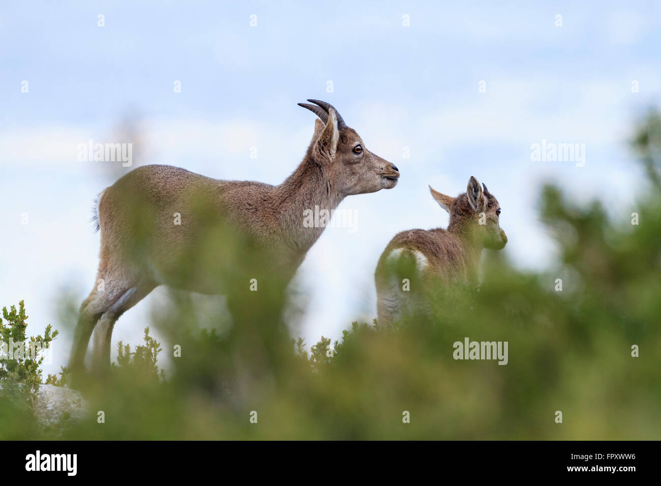 Iberian Wild Goat (Capra pyrenaica hispanica) on habitat. Els Ports ...