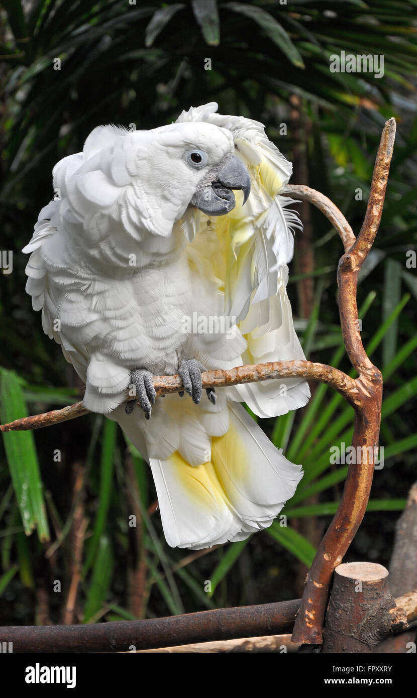 Preening cockatoo hi-res stock photography and images - Alamy