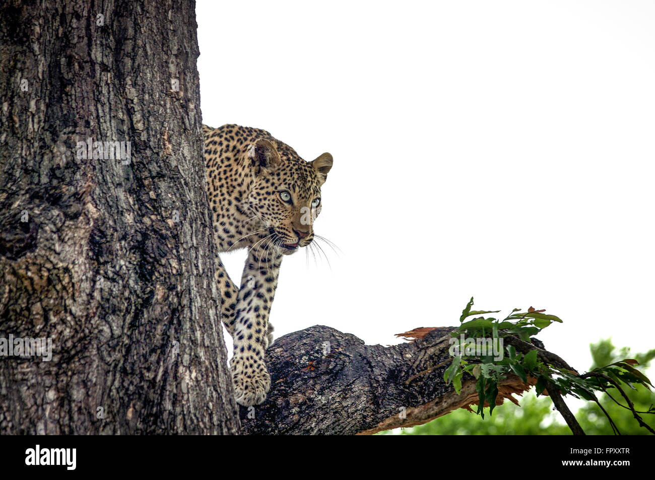 Leopard in a tree Stock Photo - Alamy