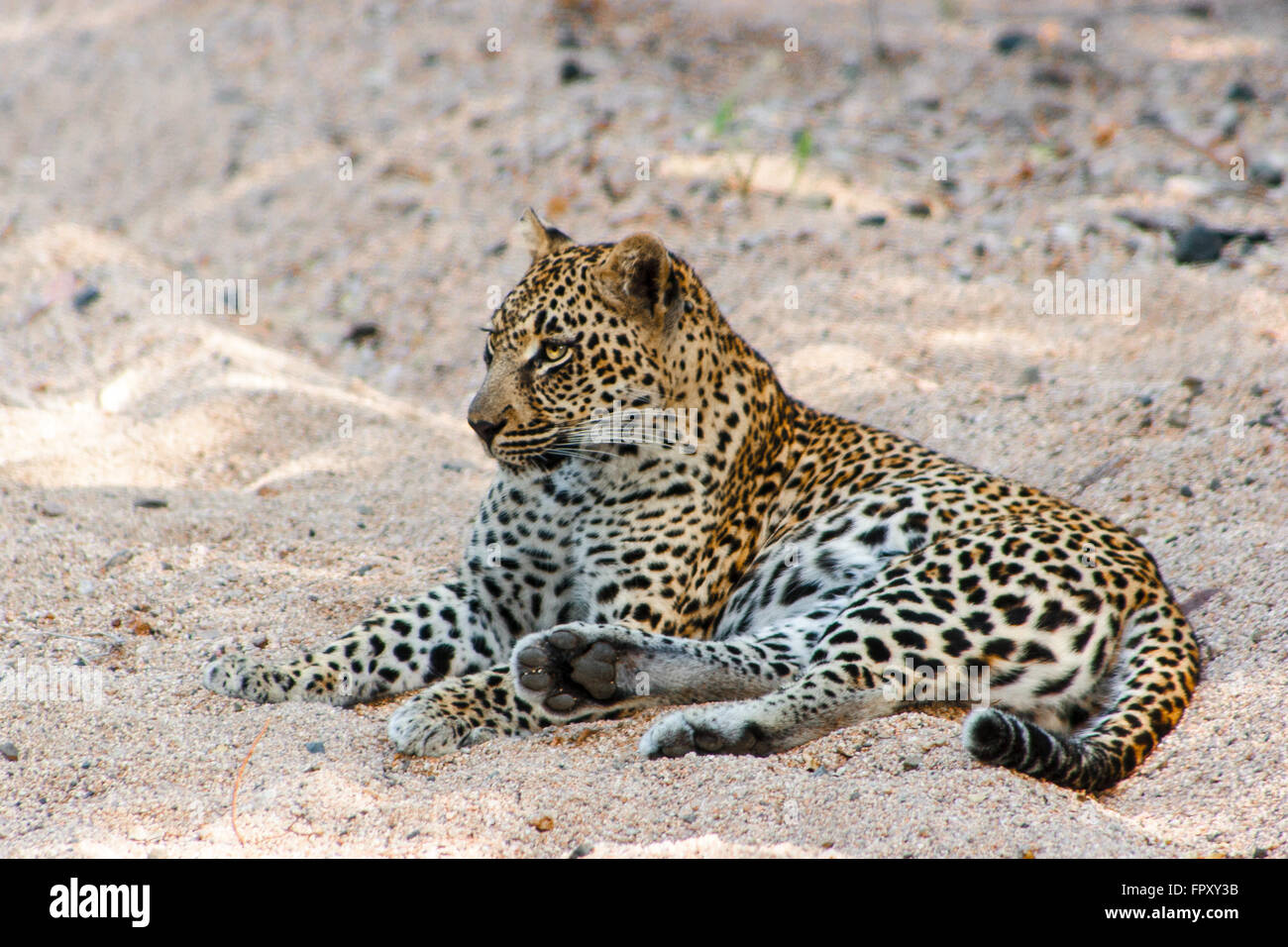 A Leopard laying in the sand Stock Photo - Alamy
