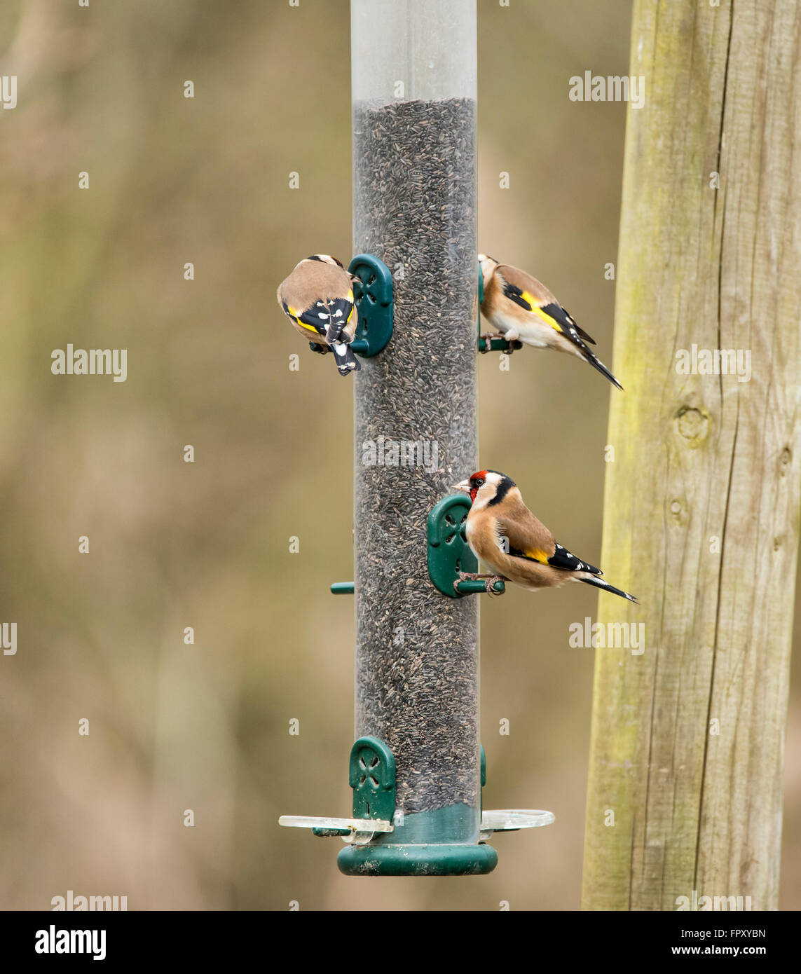 Goldfinch bird hi-res stock photography and images - Alamy