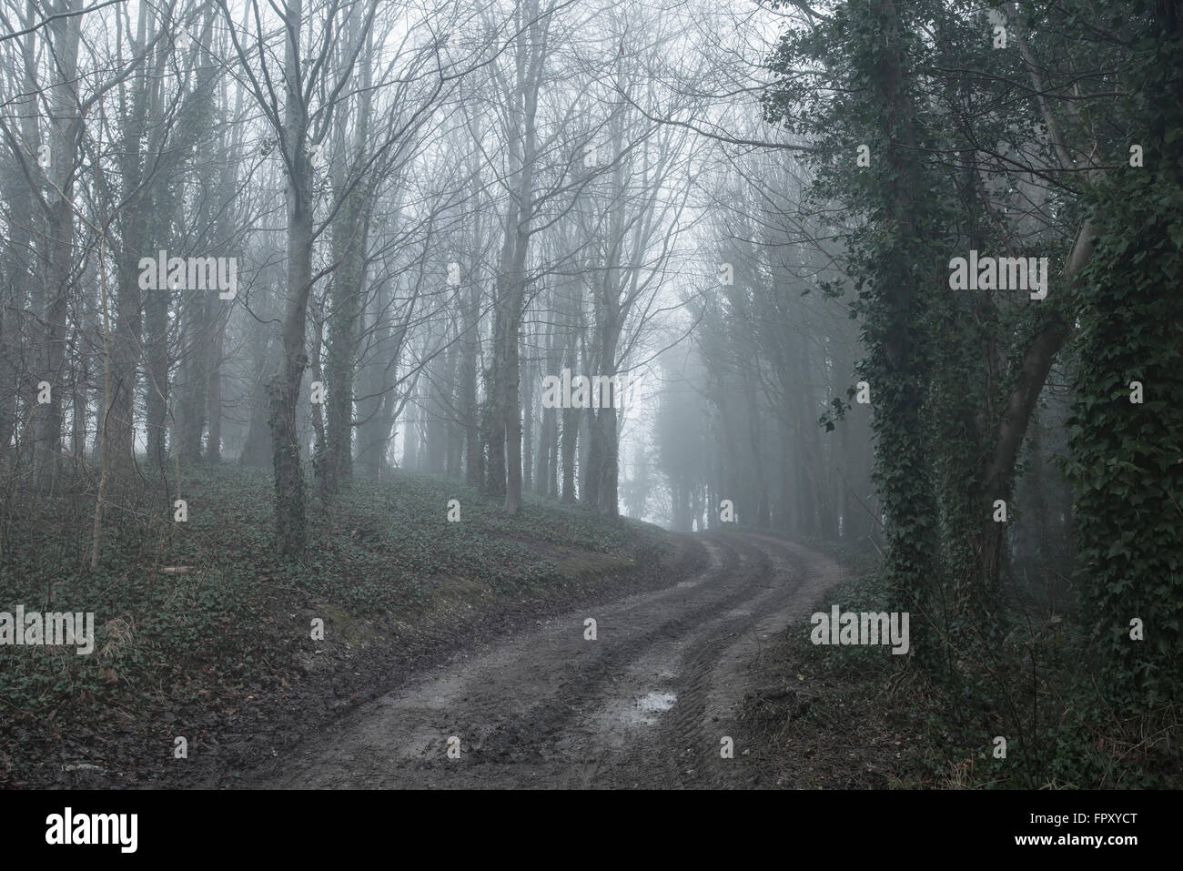 Dramatic moody foggy forest landscape Spring Autumn Fall Stock Photo ...