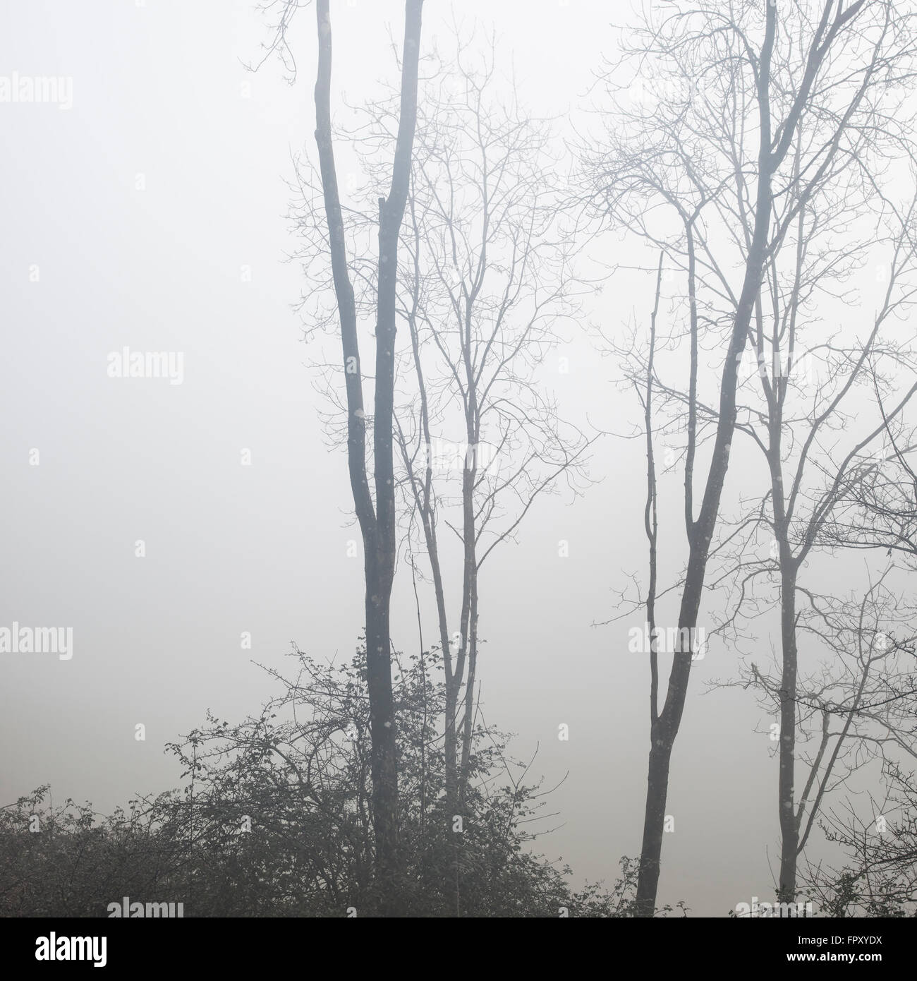 Dramatic moody foggy forest landscape Spring Autumn Fall Stock Photo ...