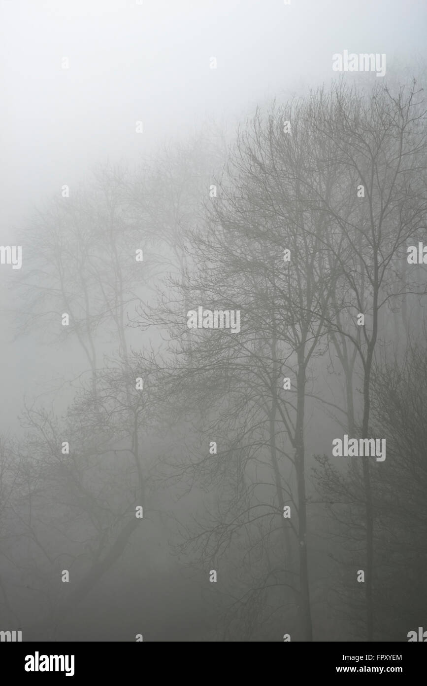 Dramatic moody foggy forest landscape Spring Autumn Fall Stock Photo ...