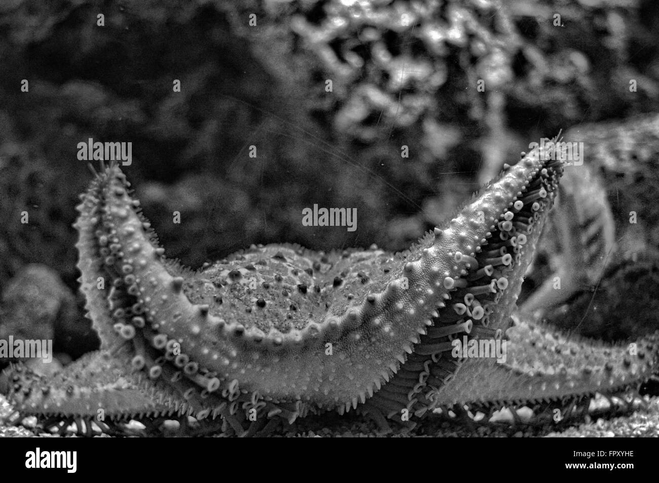 Tube feet starfish hi-res stock photography and images - Alamy