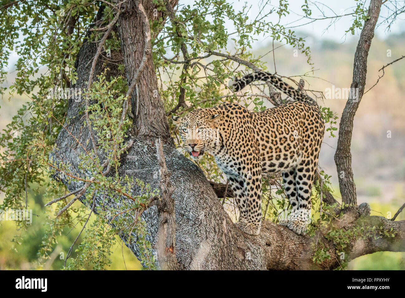 Leopard in a tree Stock Photo - Alamy