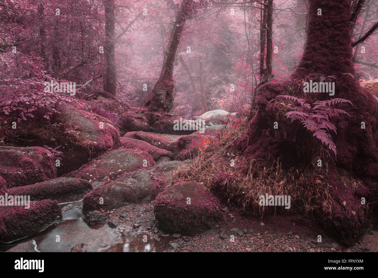 Beautiful surreal alternate color forest landscape image Stock Photo ...