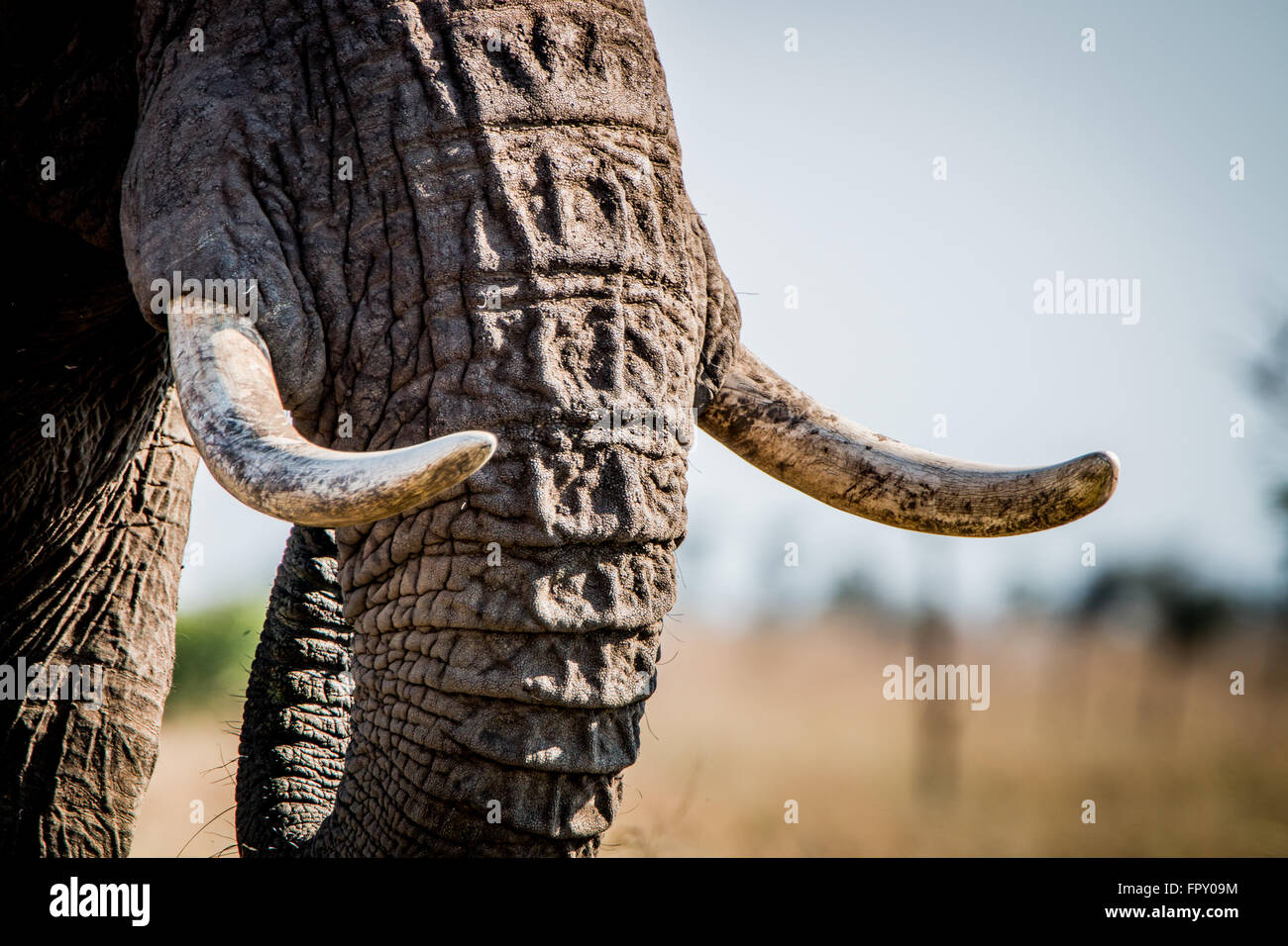 Elephant tusks in the Kruger National Park Stock Photo - Alamy
