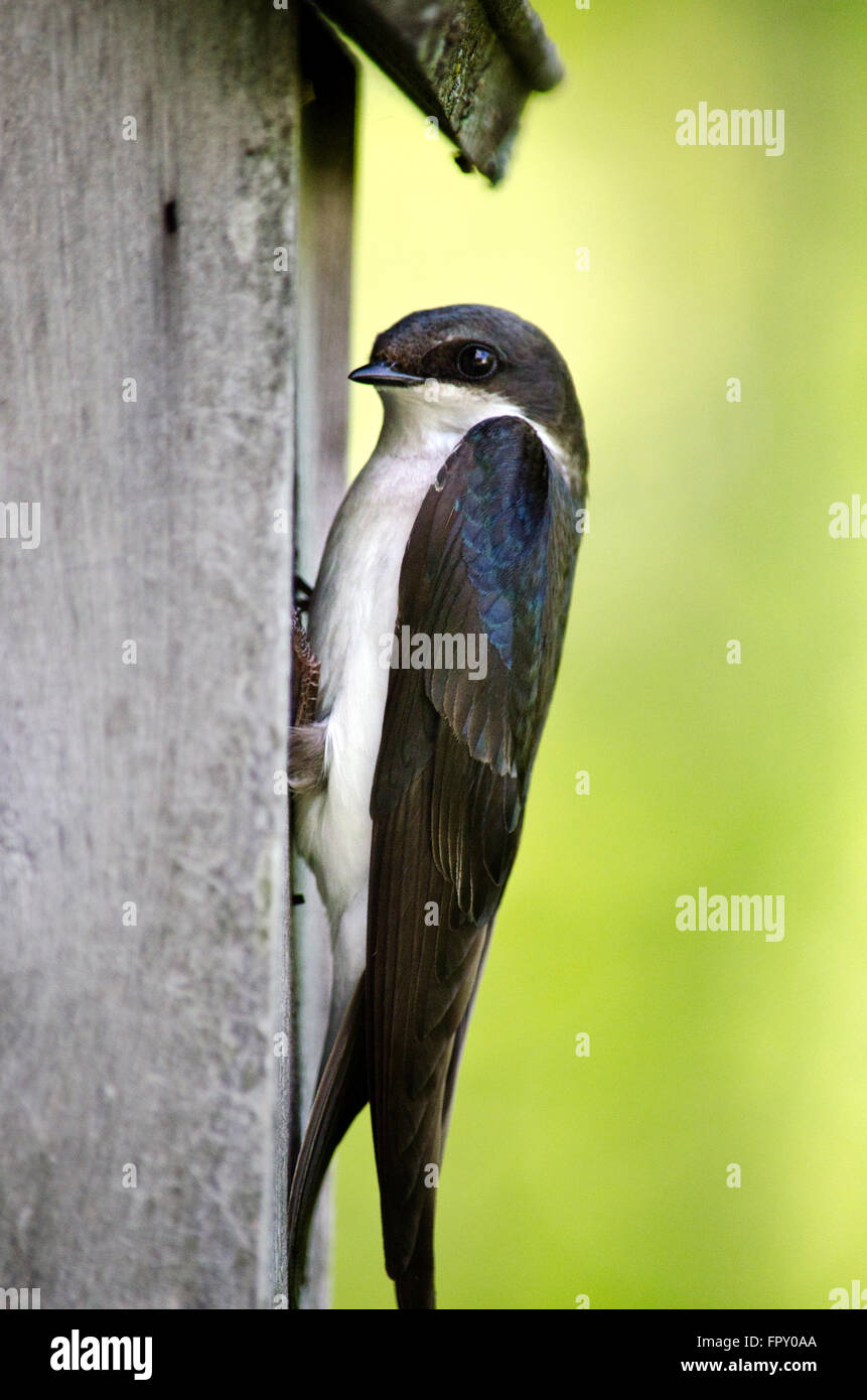 Swallows tail tree hi-res stock photography and images - Alamy