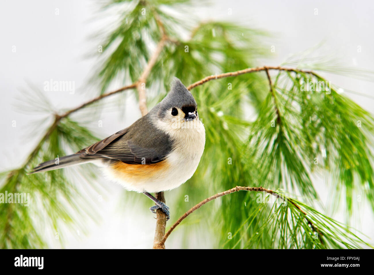 Backyard bird and winter hi-res stock photography and images - Alamy