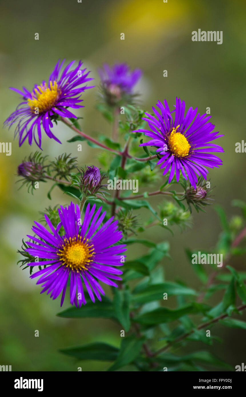 Aster Wildflowers Stock Photos & Aster Wildflowers Stock Images - Alamy