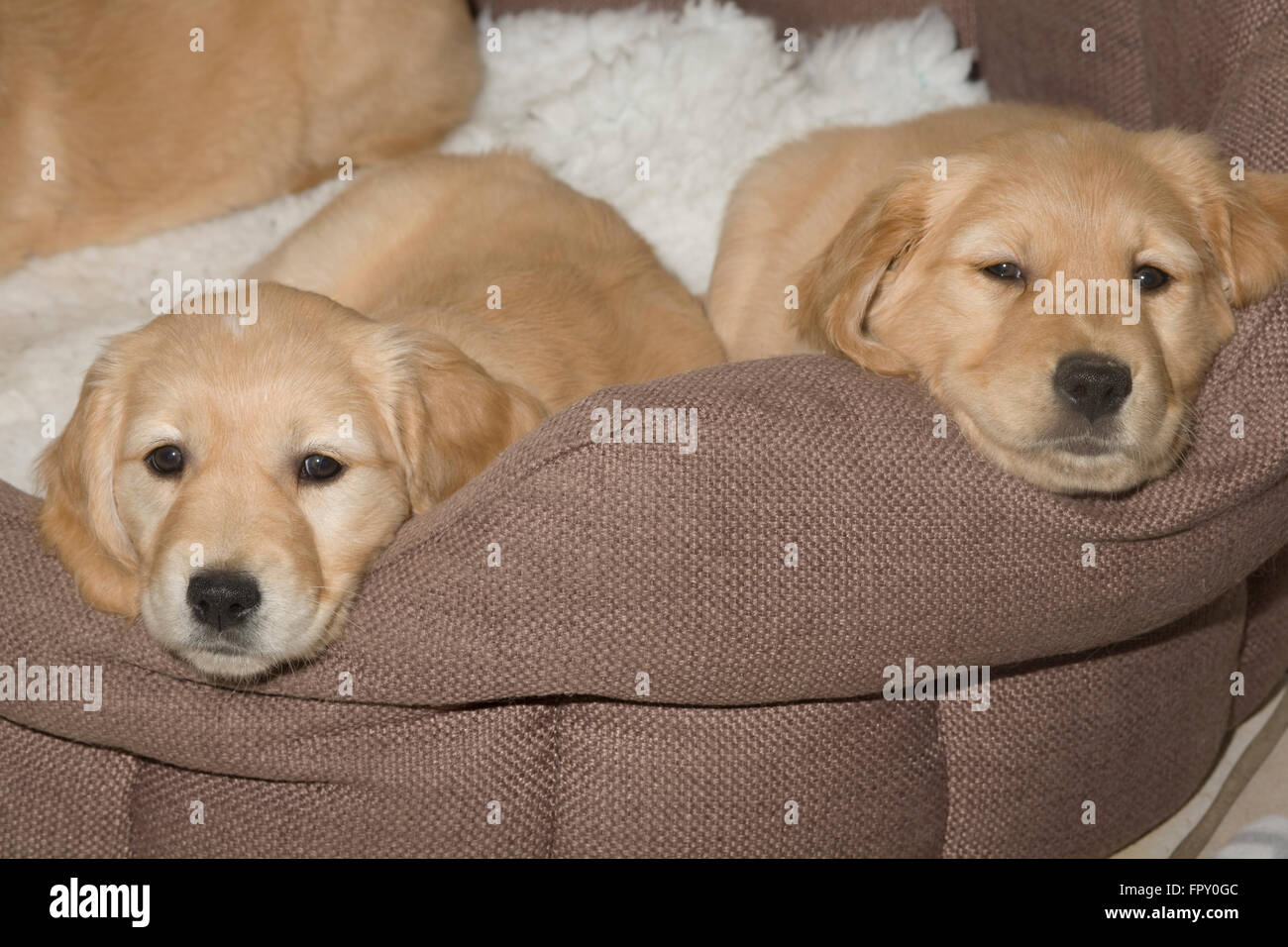 Resting puppies hi-res stock photography and images - Alamy