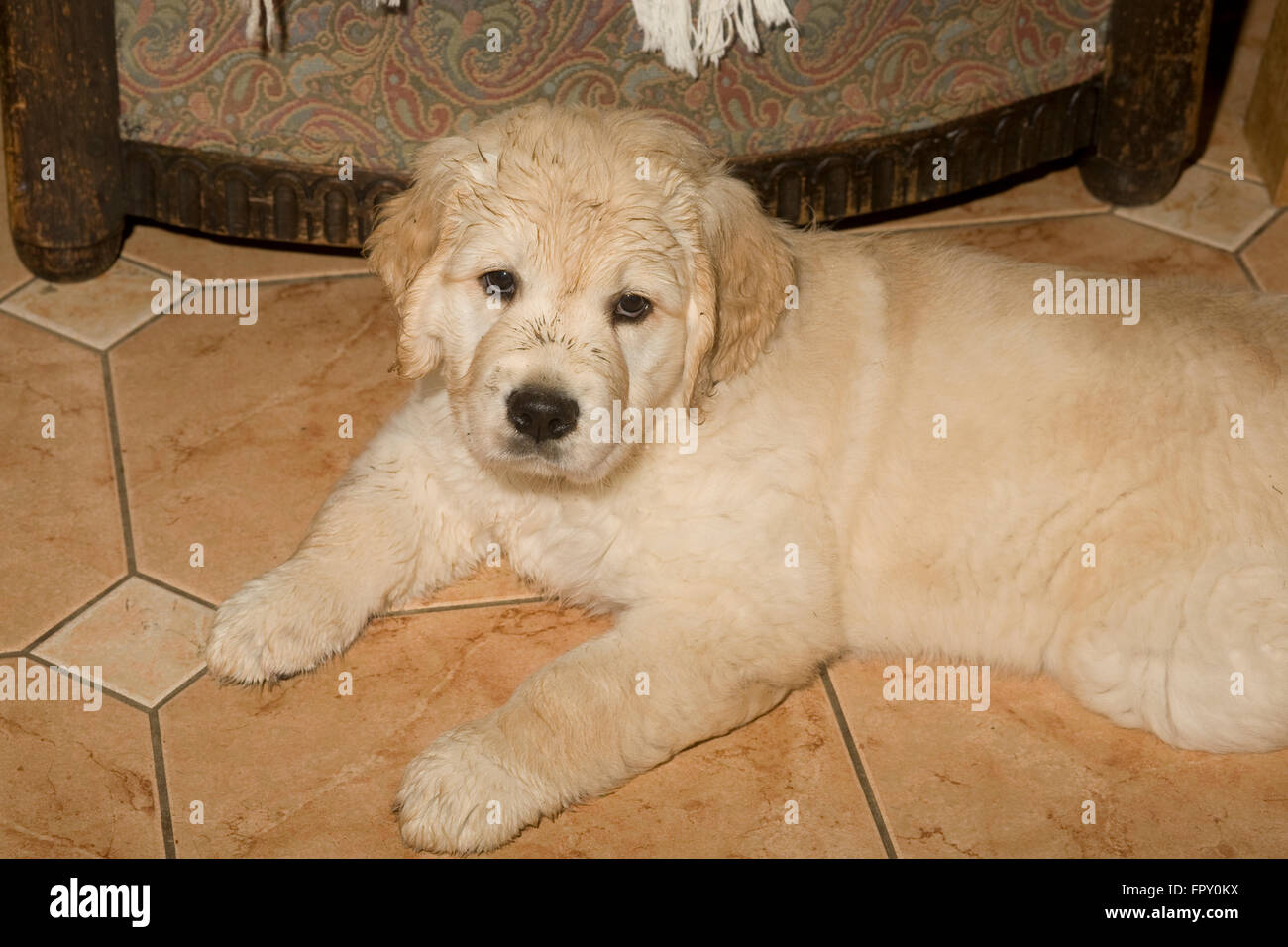Singleton male golden retriever puppy on kitchen floor Stock Photo - Alamy