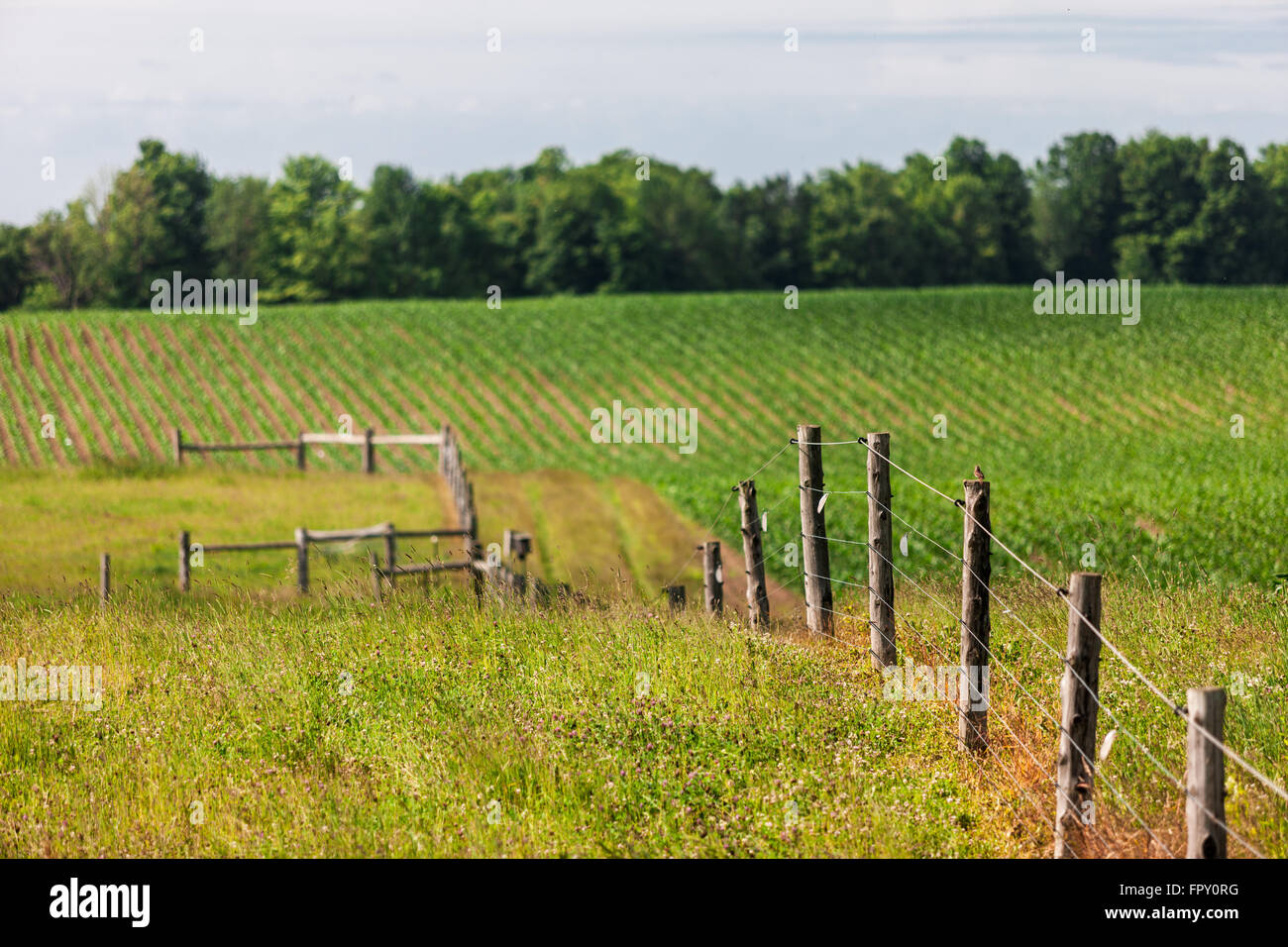 Landscape colour image showing rural farm land in Southwestern Ontario ...