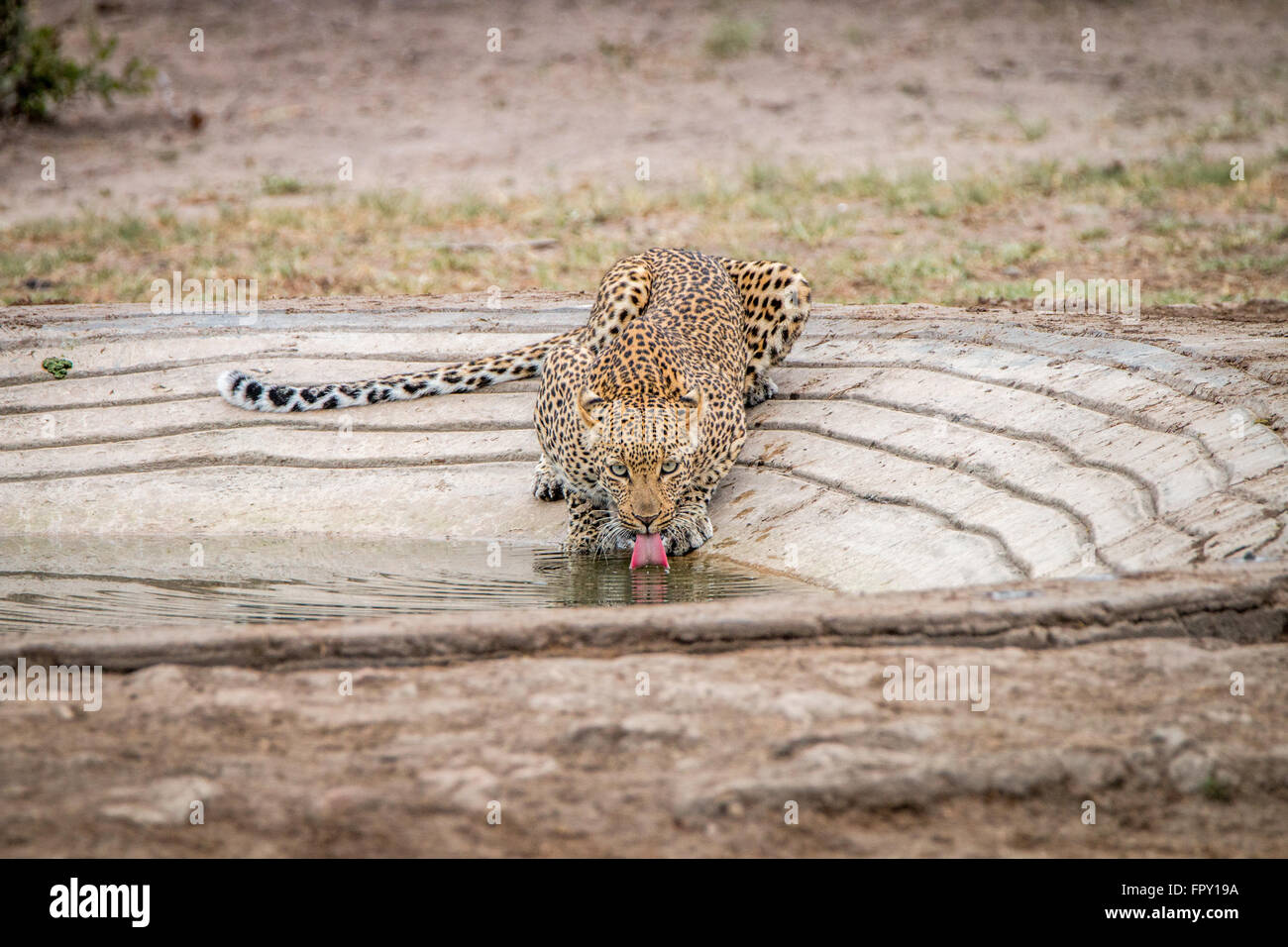 Leopard drinking at a waterhole Stock Photo - Alamy