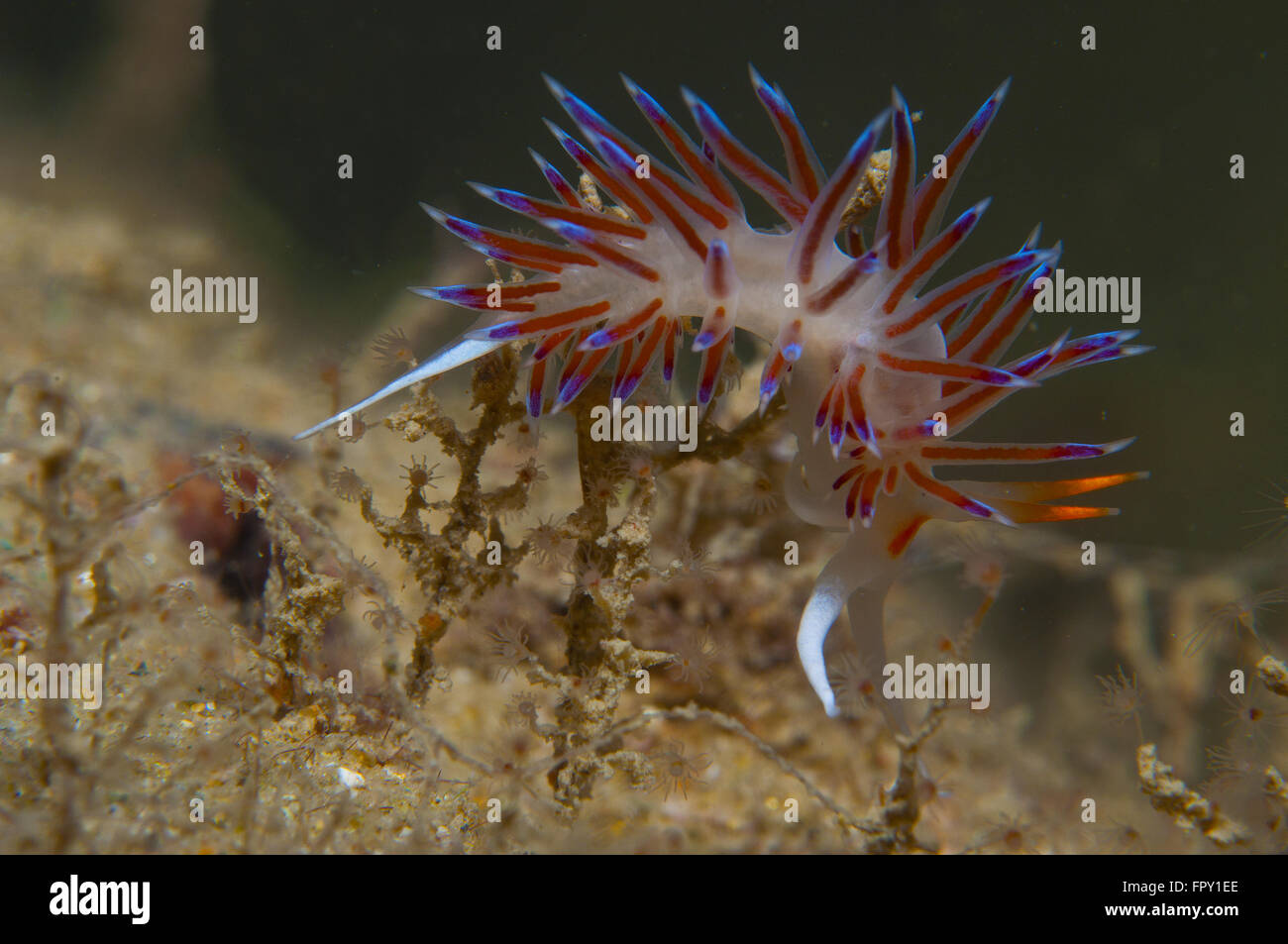 small invertebrate looking food on algae Stock Photo - Alamy
