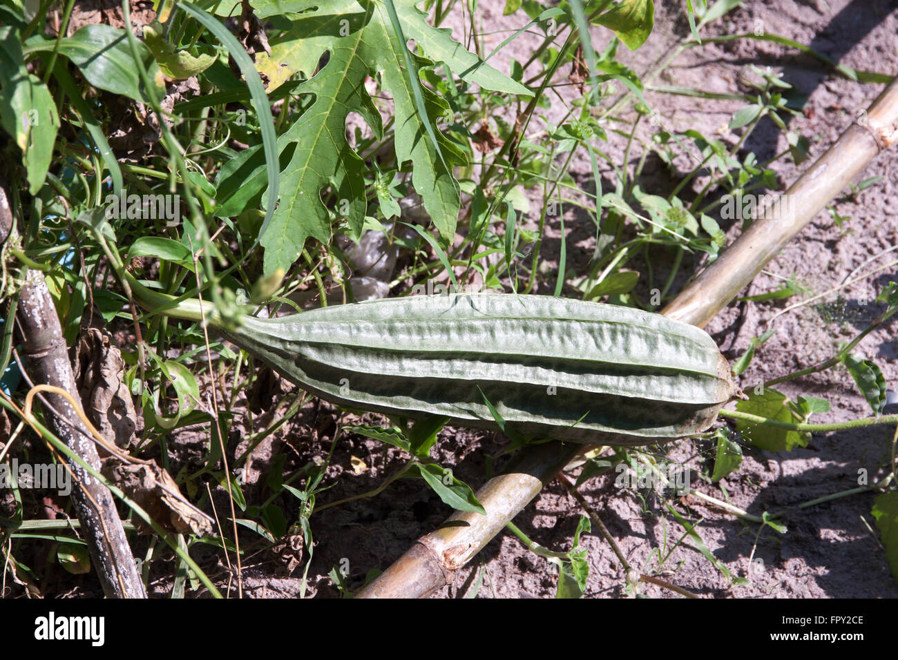 angled gourds fresh grown on the farm Stock Photo - Alamy