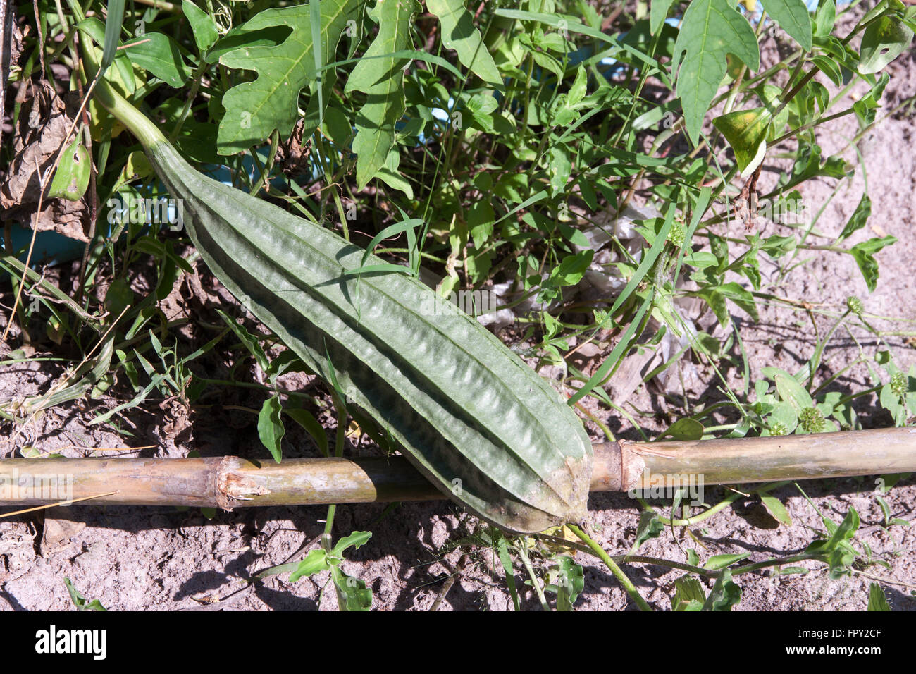 Angled Luffa Gourd High Resolution Stock Photography and Images - Alamy