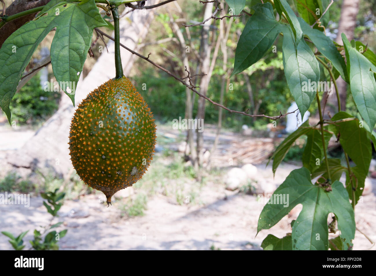 Gac fruit (Momordica cochinchinensis) is cultivated throughout ...