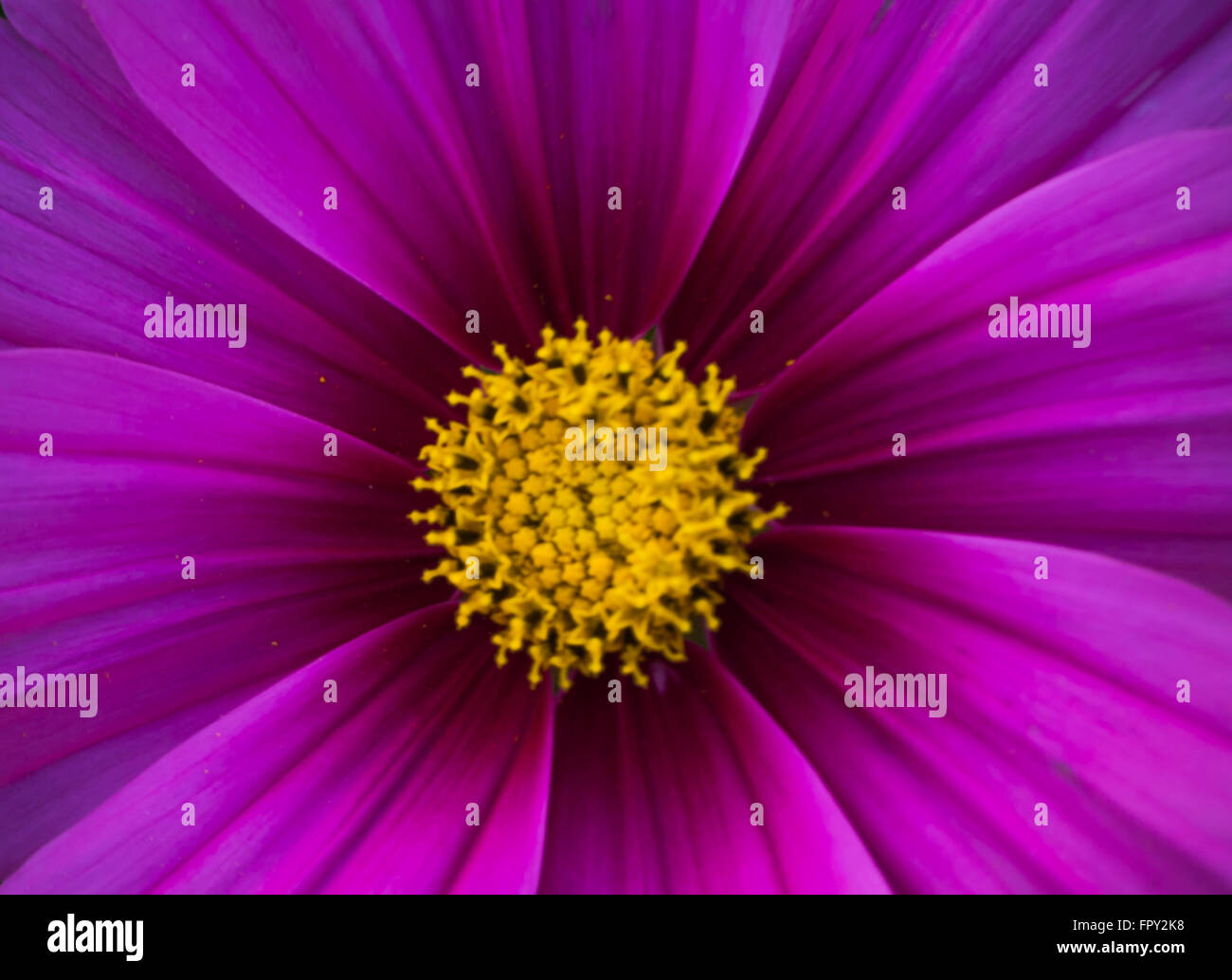 Beautiful pollen hi-res stock photography and images - Alamy
