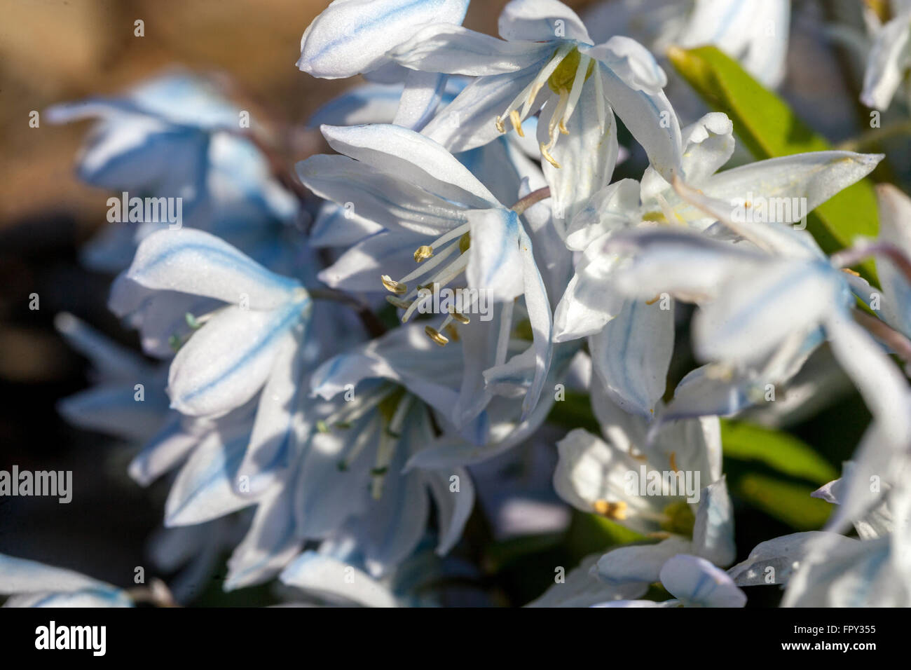 White squill scilla hi-res stock photography and images - Alamy
