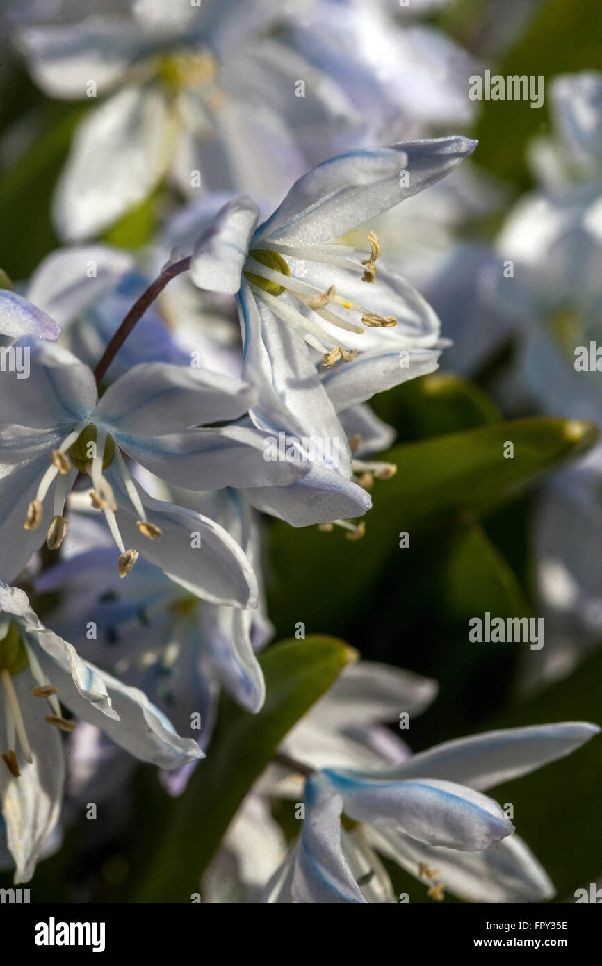 White squill scilla hi-res stock photography and images - Alamy