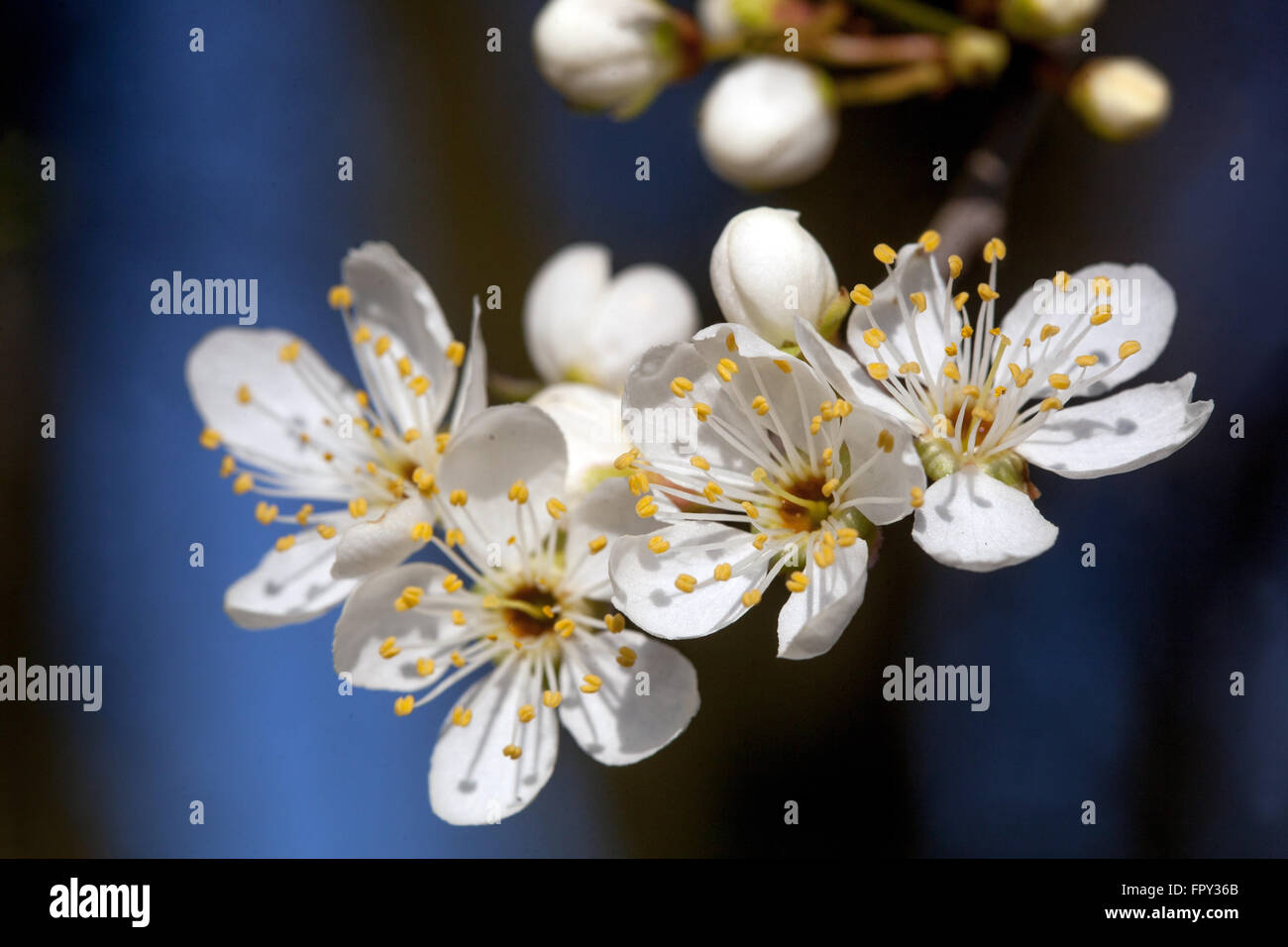 Flowering white plum tree hi-res stock photography and images - Alamy